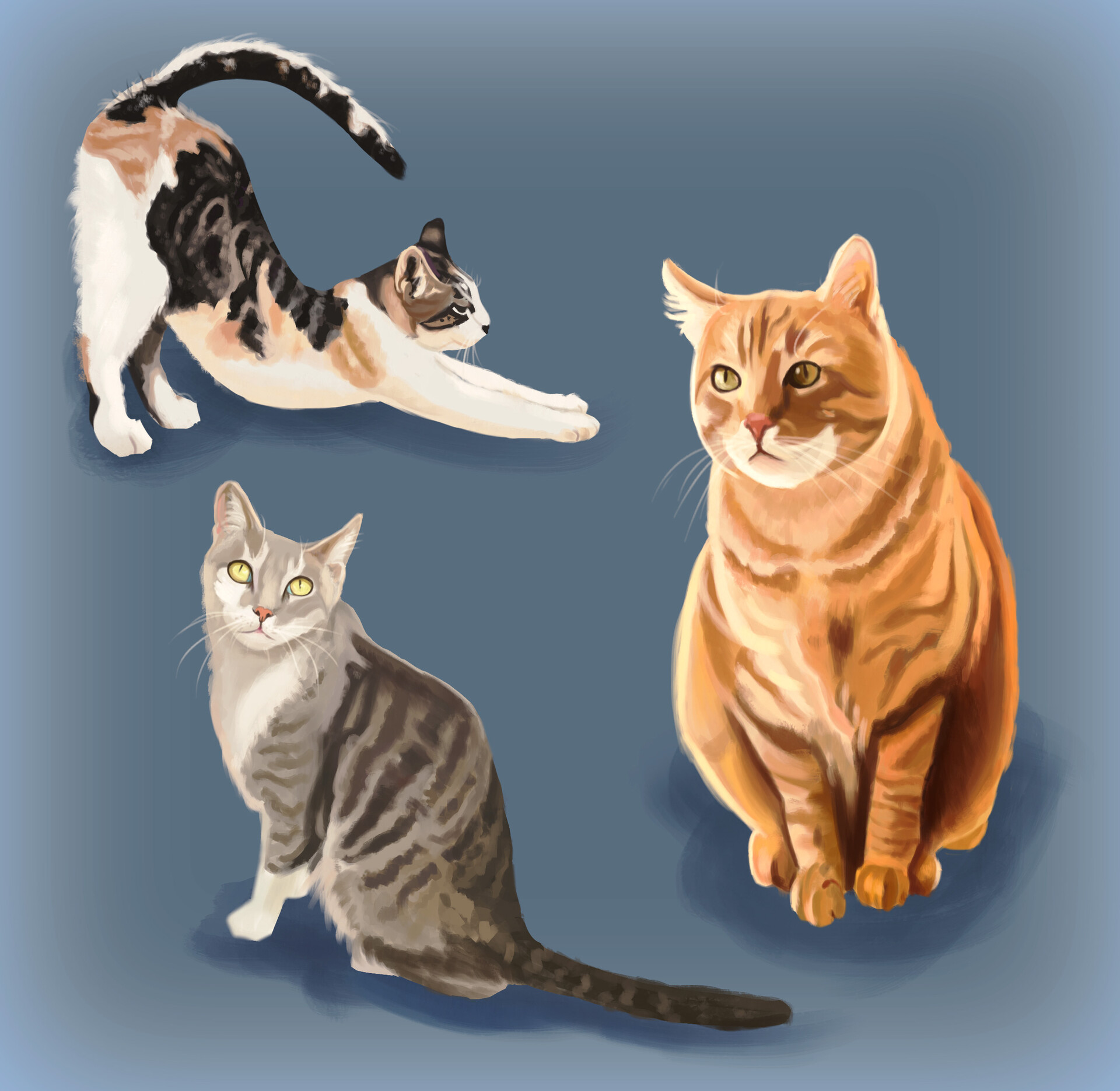ArtStation - Cat studies