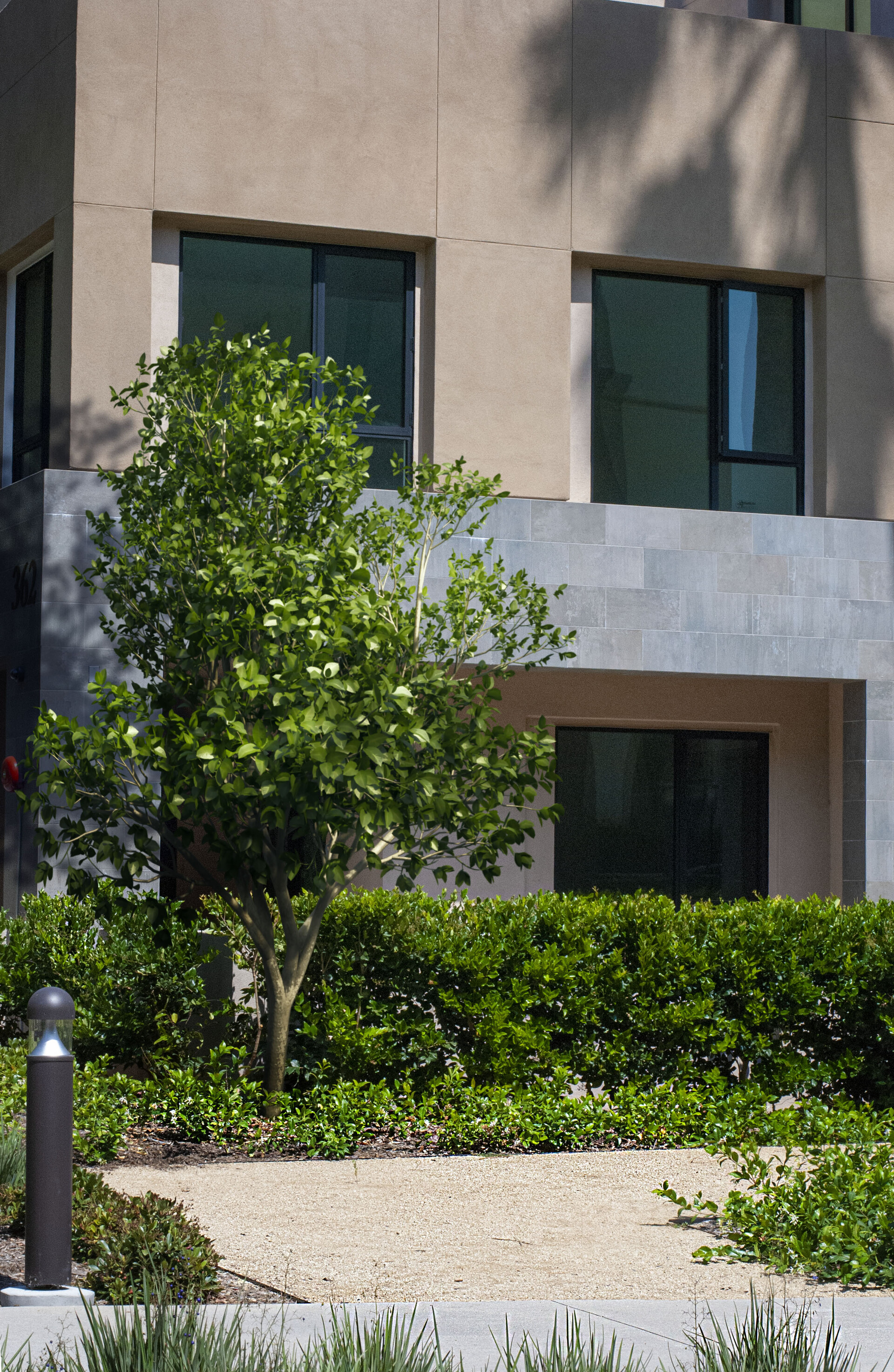 XFROG - 2021 PBR Banyan Collection (Ficus Benghalensis)