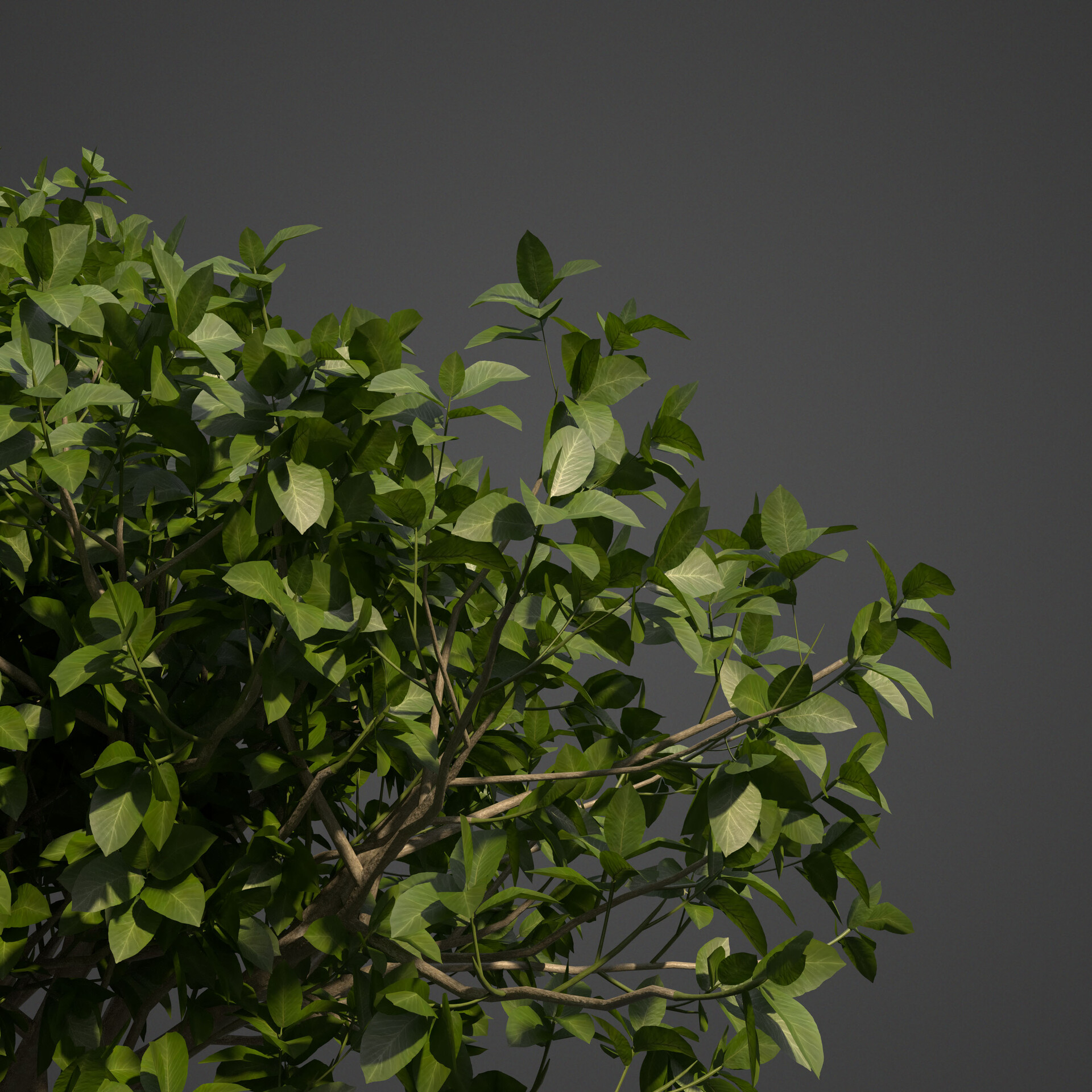 XFROG - 2021 PBR Banyan Collection (Ficus Benghalensis)