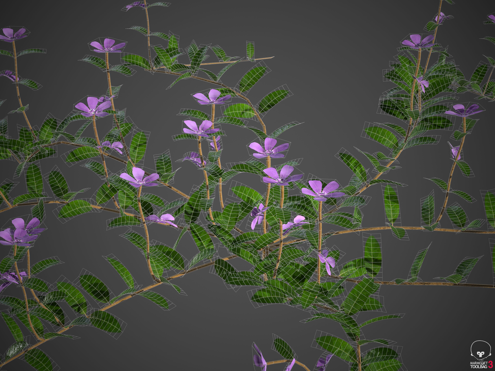 XFROG - 2021 PBR Lesser Perriwinkle Collection (Vinca Minor)