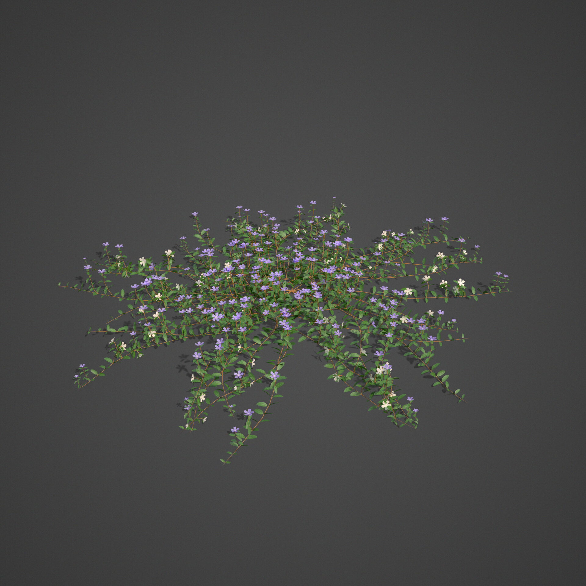 XFROG - 2021 PBR Lesser Perriwinkle Collection (Vinca Minor)