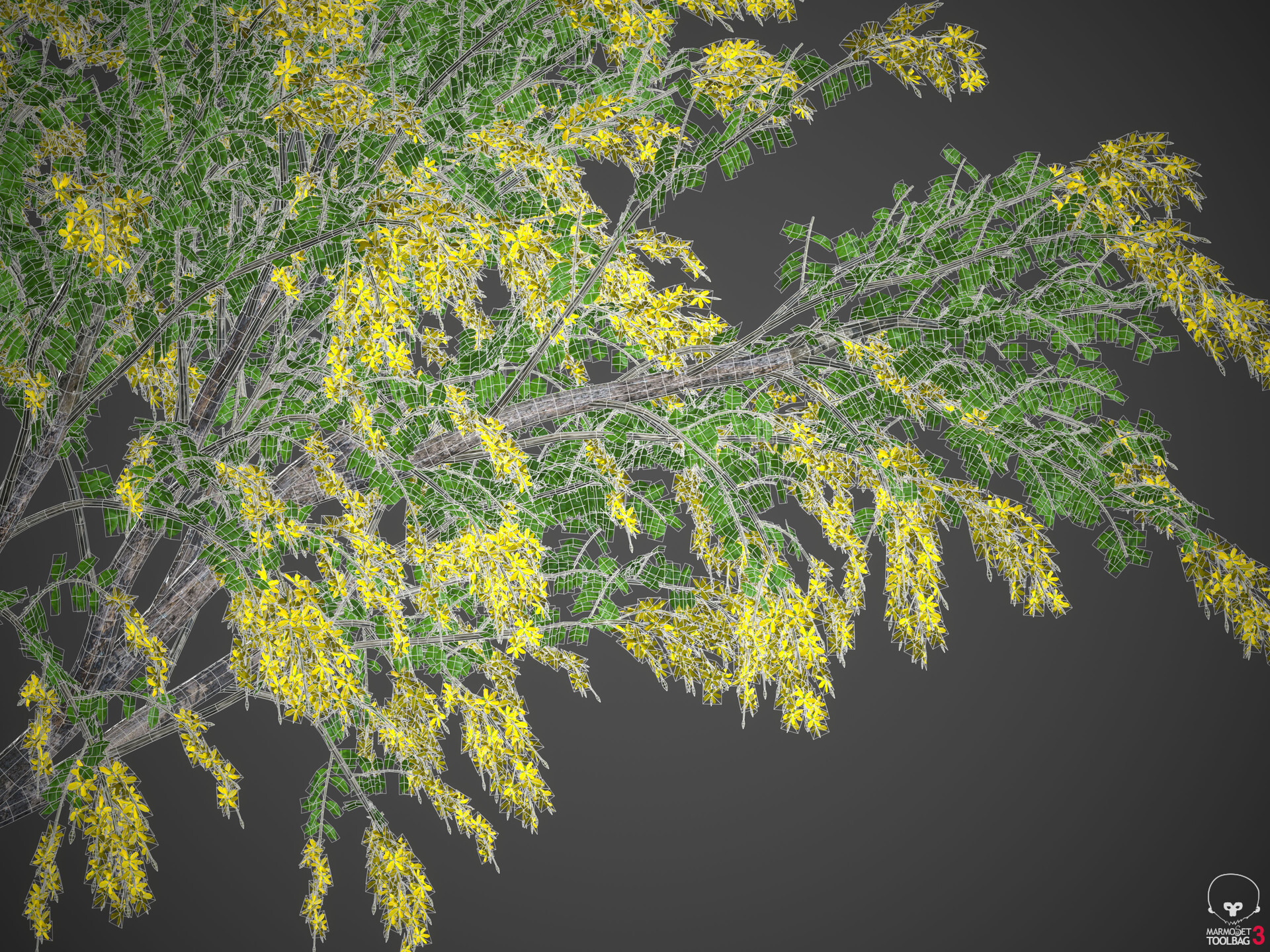 XFROG - 2021 PBR Golden Shower Tree Collection - Cassia Fistula