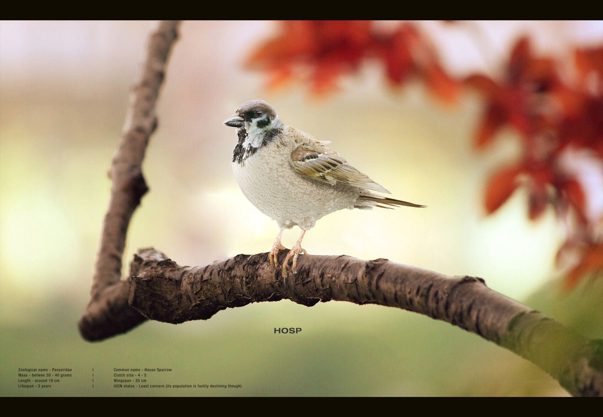 ArtStation - MOTHER NATURE - BIRDS - Passeridae - Passer domesticus