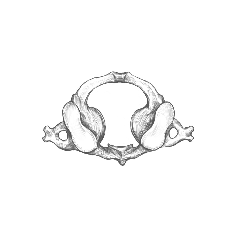ArtStation - CI Vertebra Cervicalis - Superior view, drawing time-lapse.