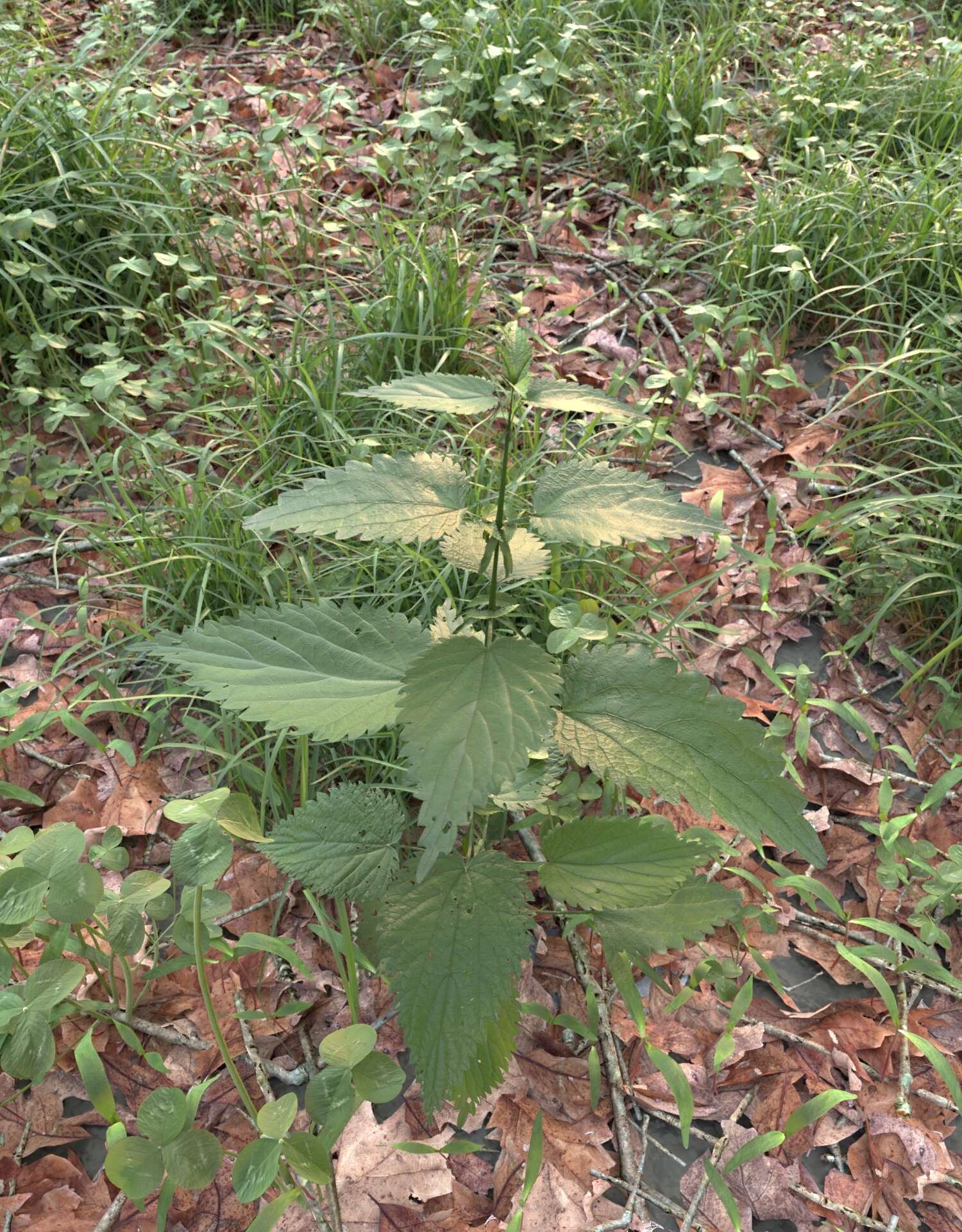 ArtStation - nessel 2