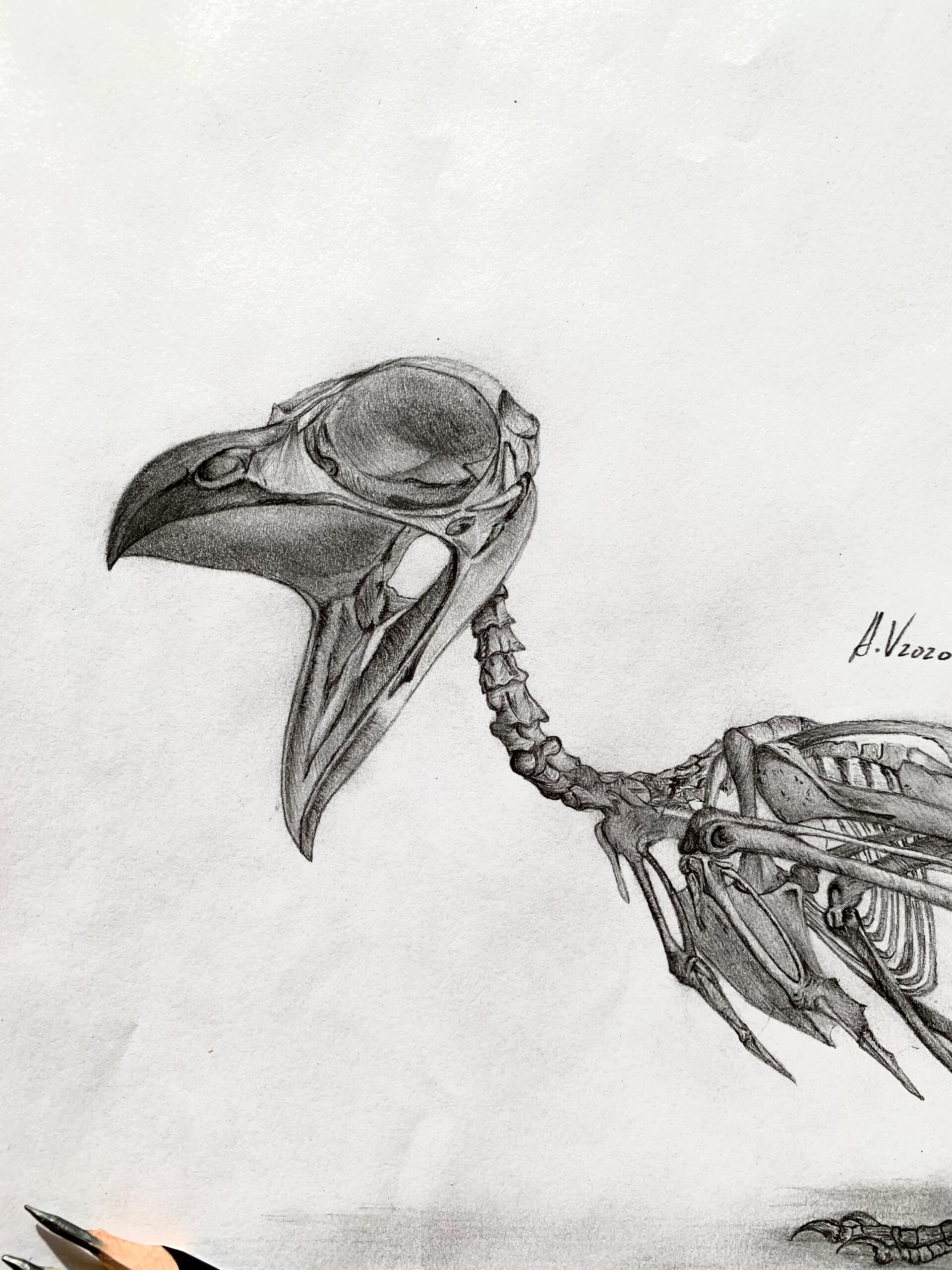 Owl Skeleton Illustration