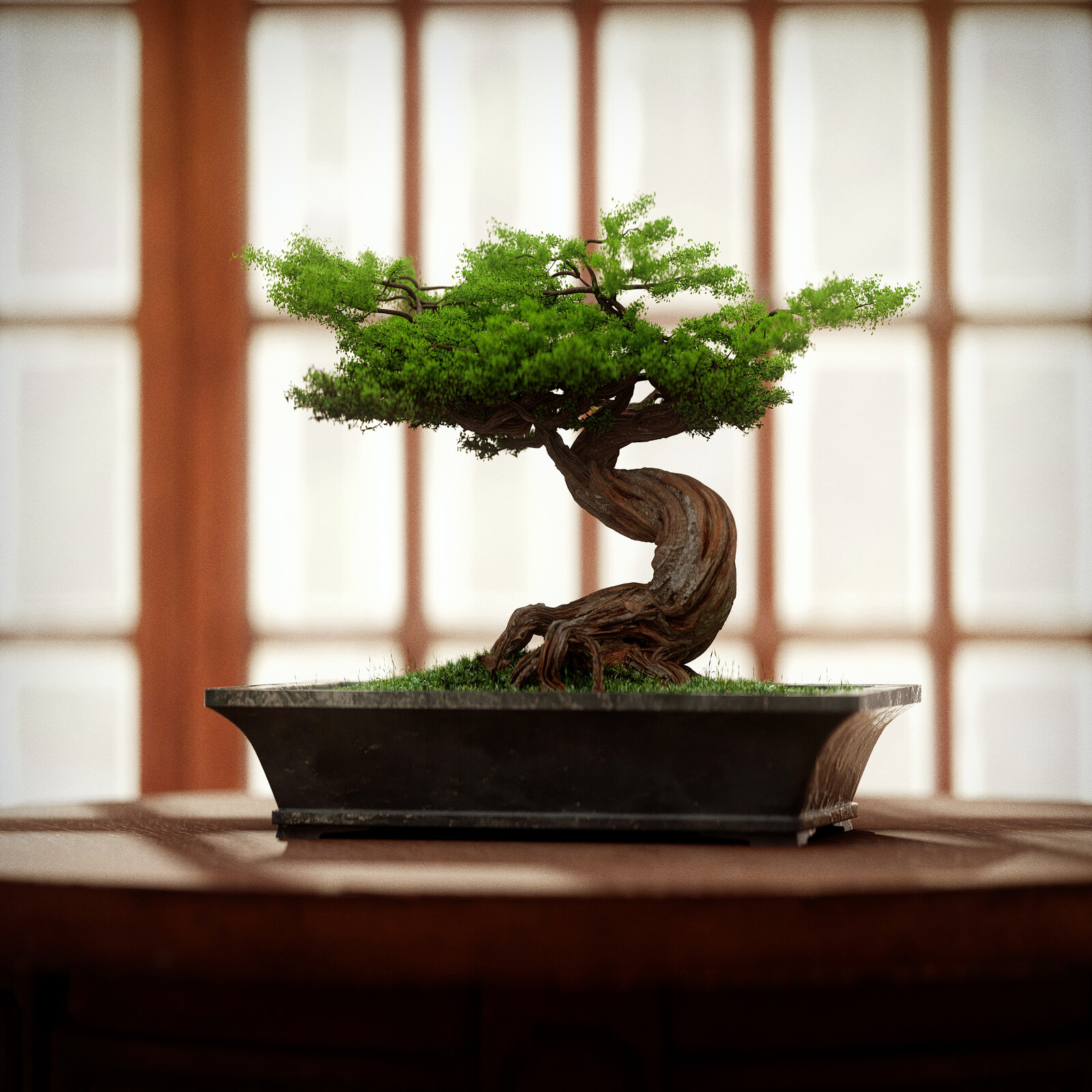 Jordan Potts - Bonsai Tree
