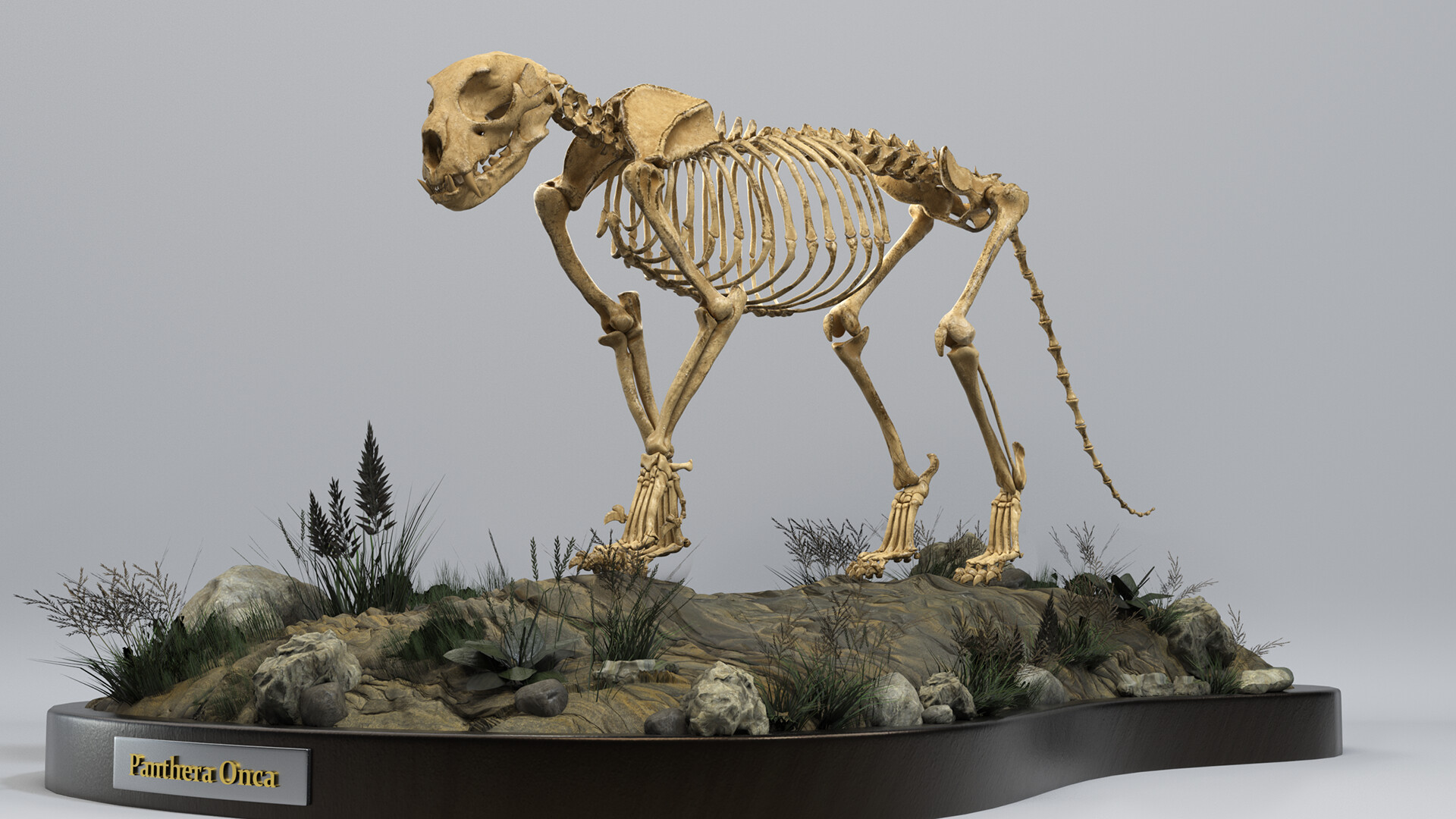 Lara Llorca - Panther Anatomy Study