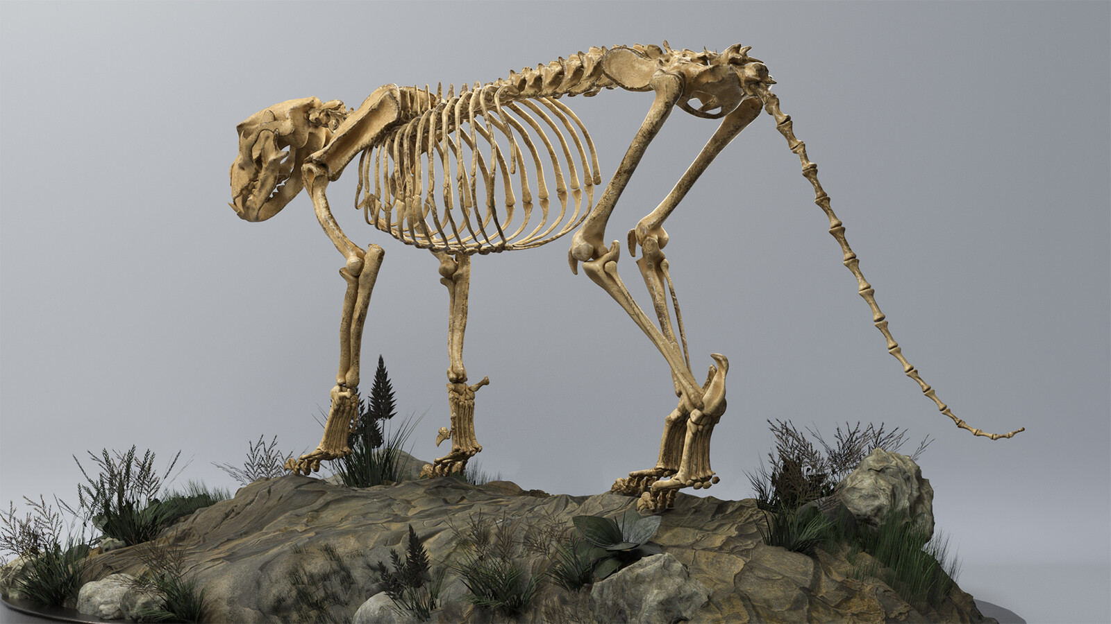 Lara Llorca - Panther Anatomy Study