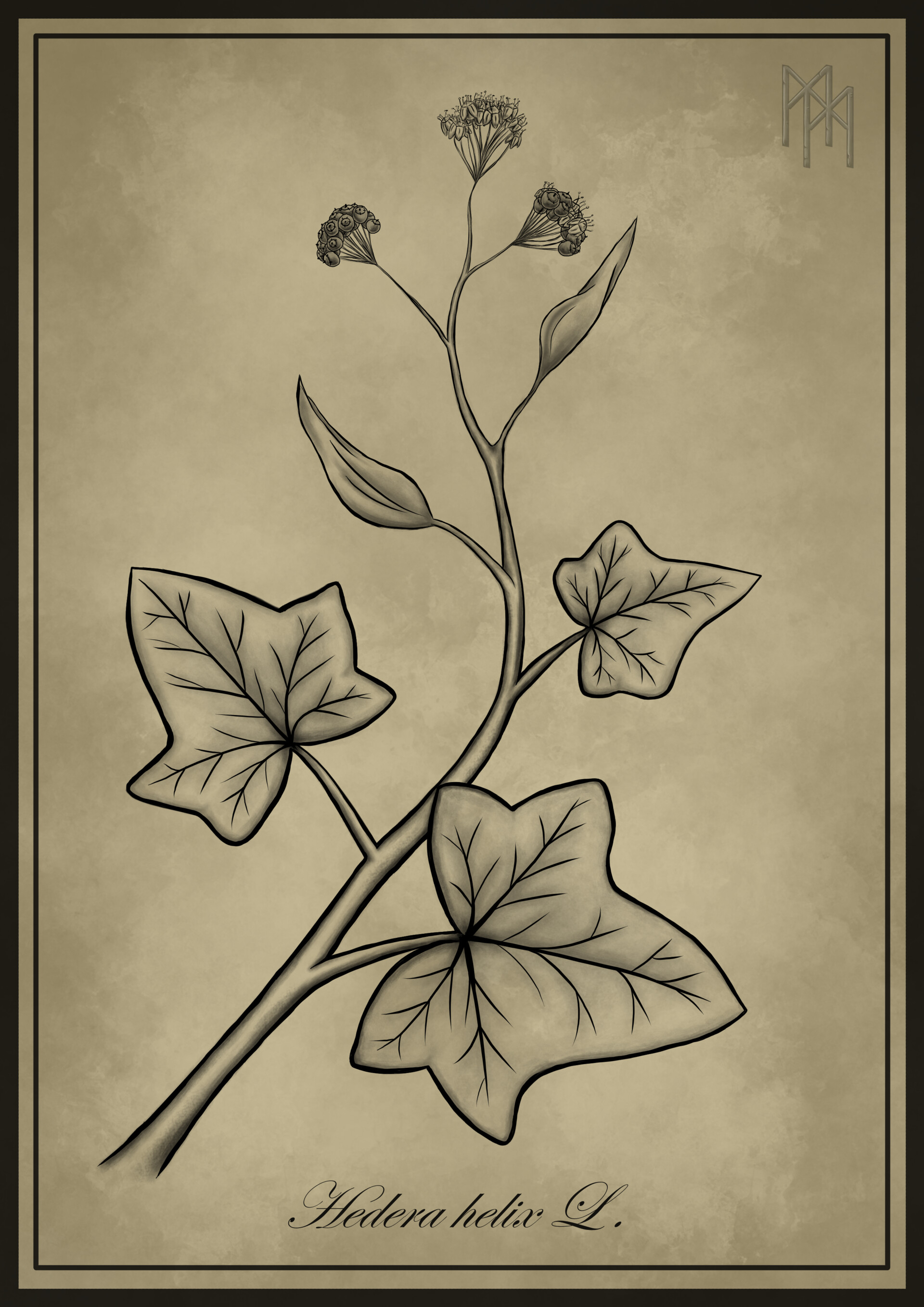 ArtStation - Hedera helix