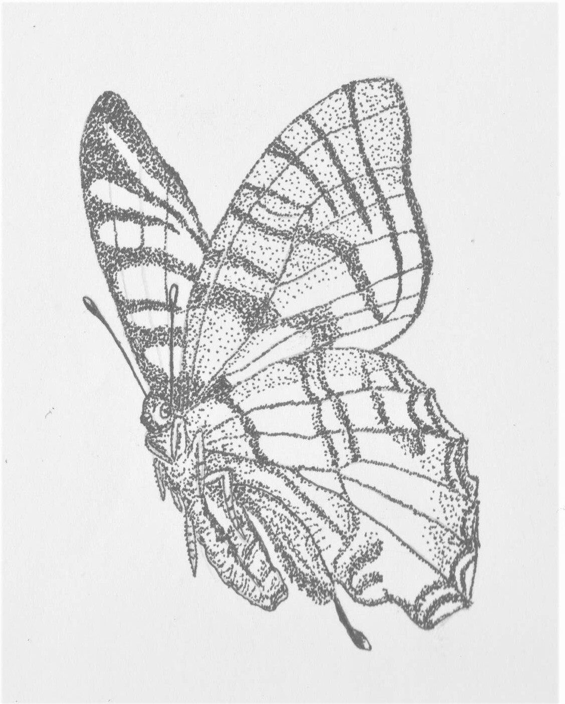 ArtStation - Stippled Butterfly