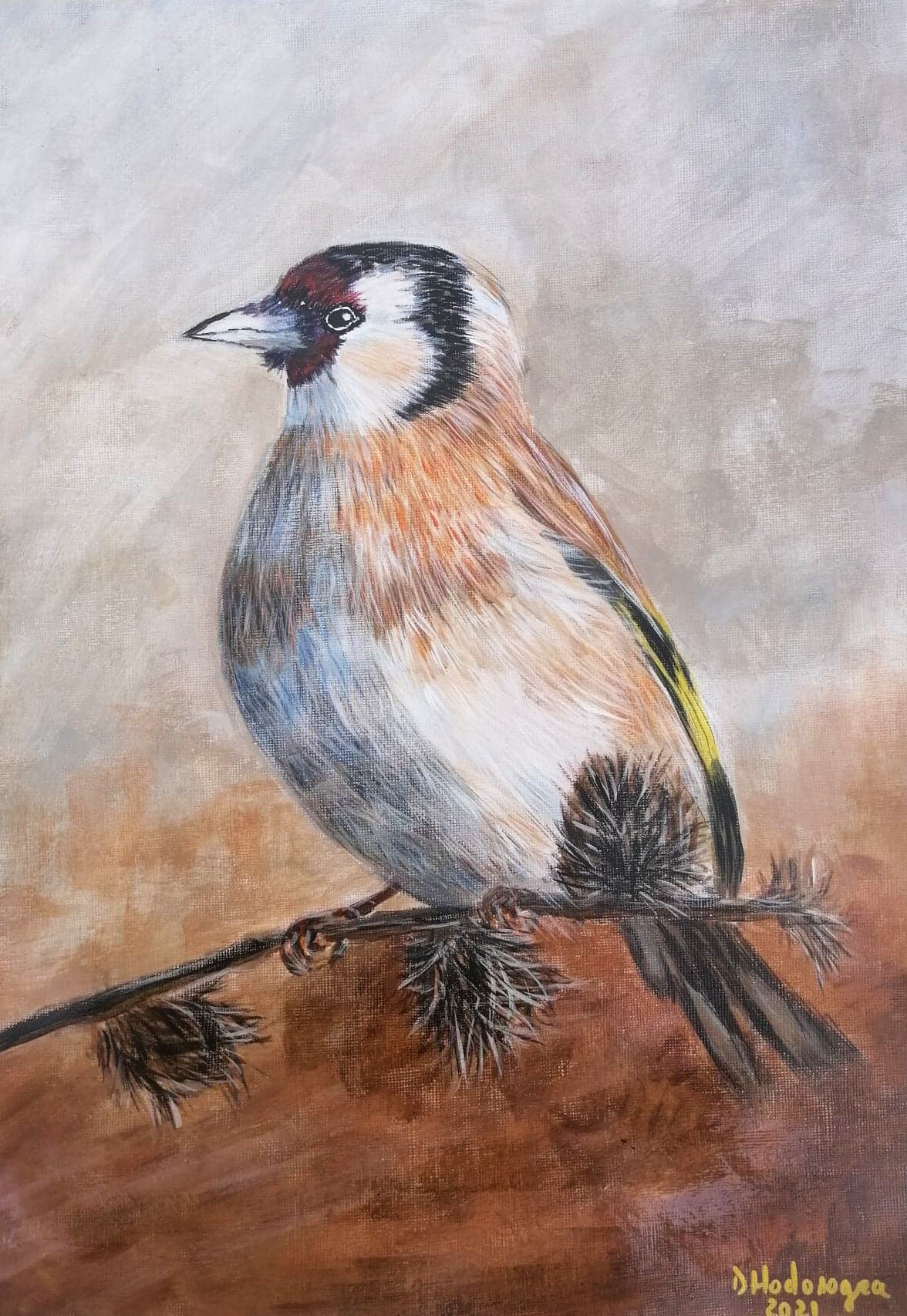 ArtStation - Sticlete - goldfinch (Carduelis carduelis)