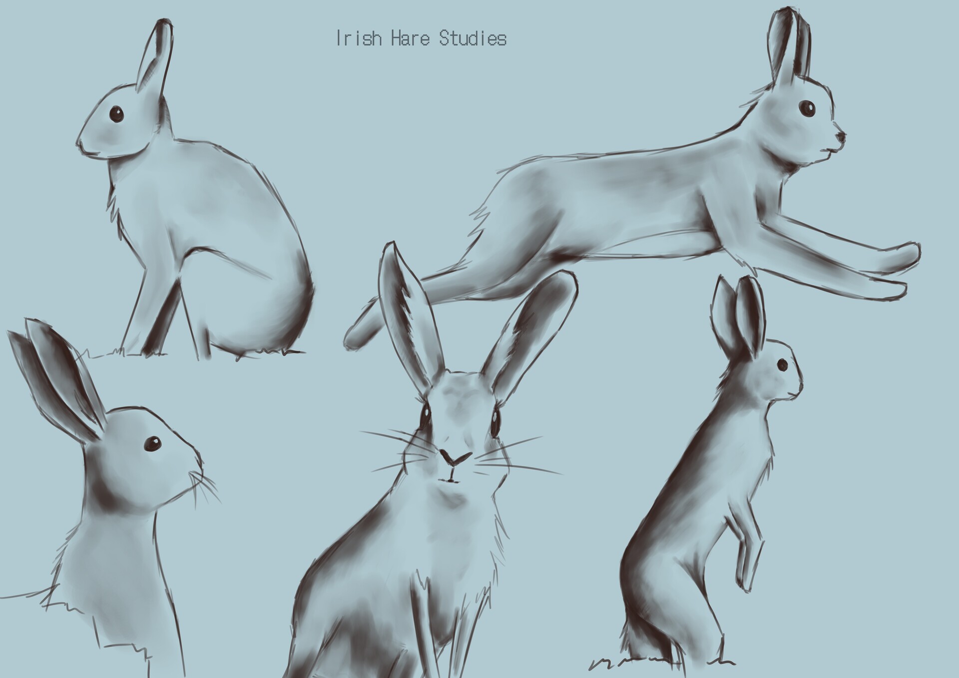 ArtStation - Irish Hare Studies