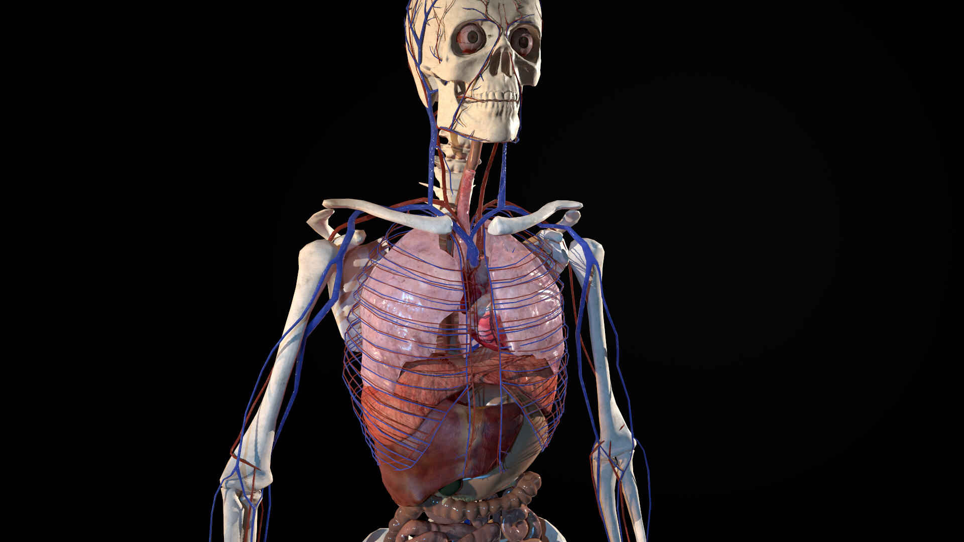 SmartTek Solutions - Animated Full Human Body Anatomy