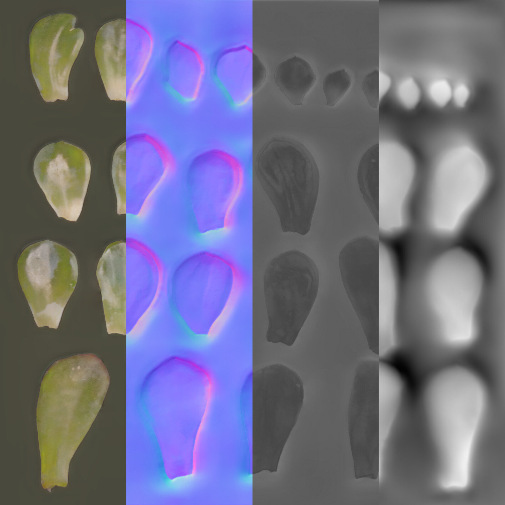 Milena Meyer - Photogrammetry Plants