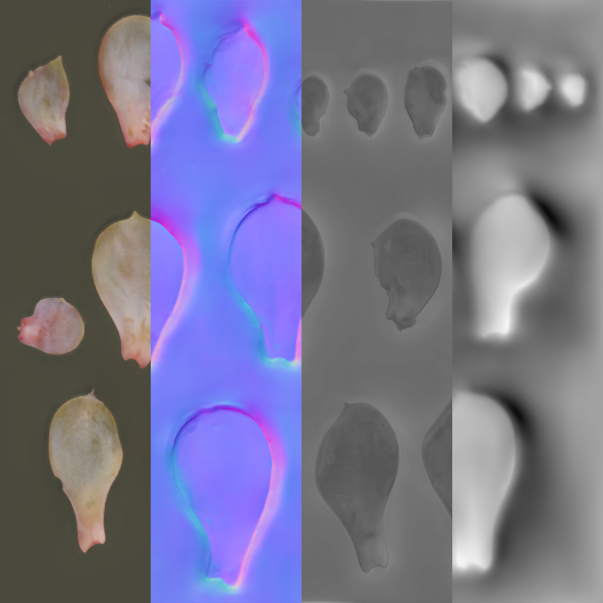 Milena Meyer - Photogrammetry Plants