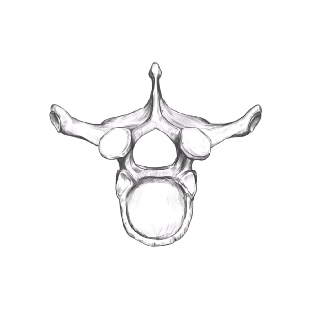 ArtStation - T V. Thoracic Vertebra, Superior view, Speed drawing.
