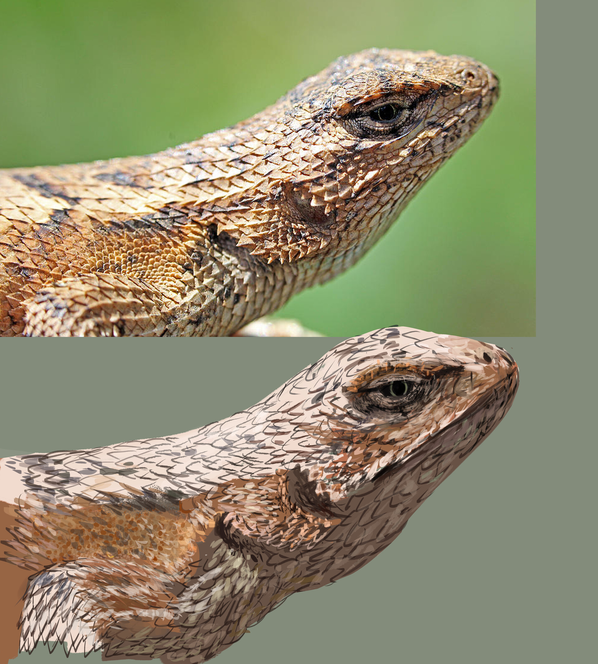 ArtStation - Reptile study