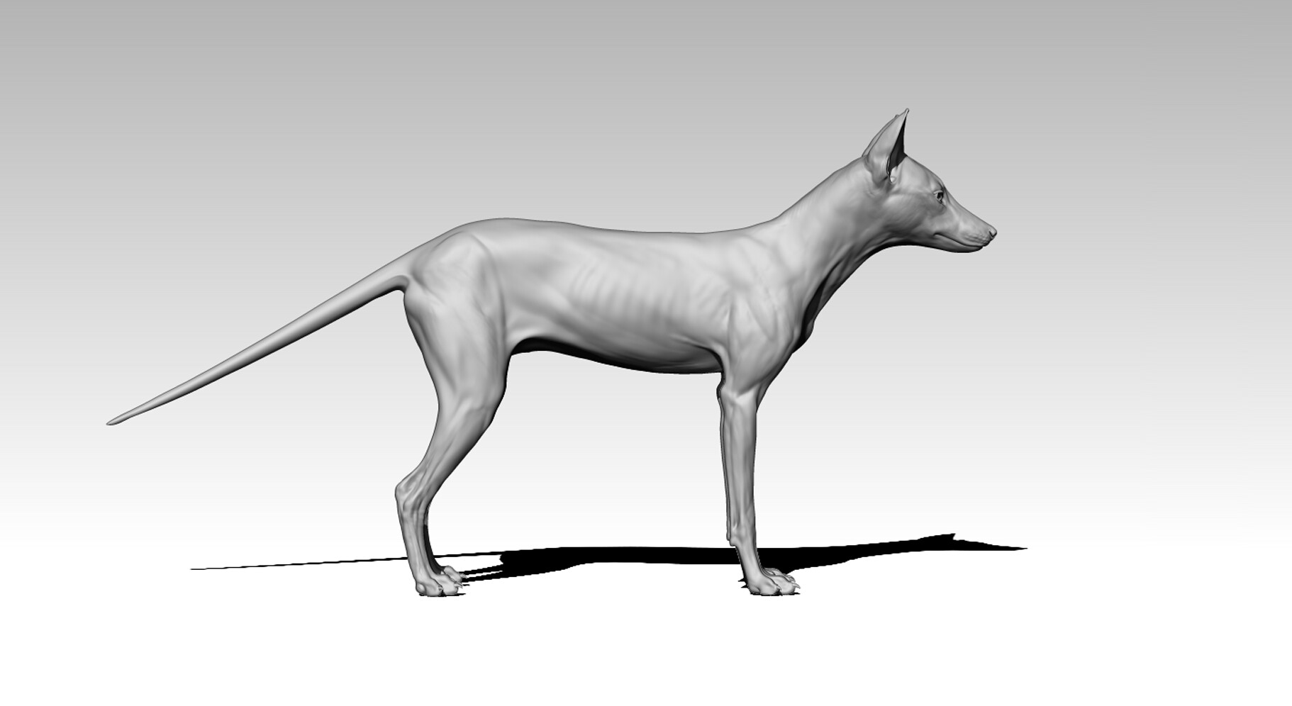 Aritz Basauri - Red fox