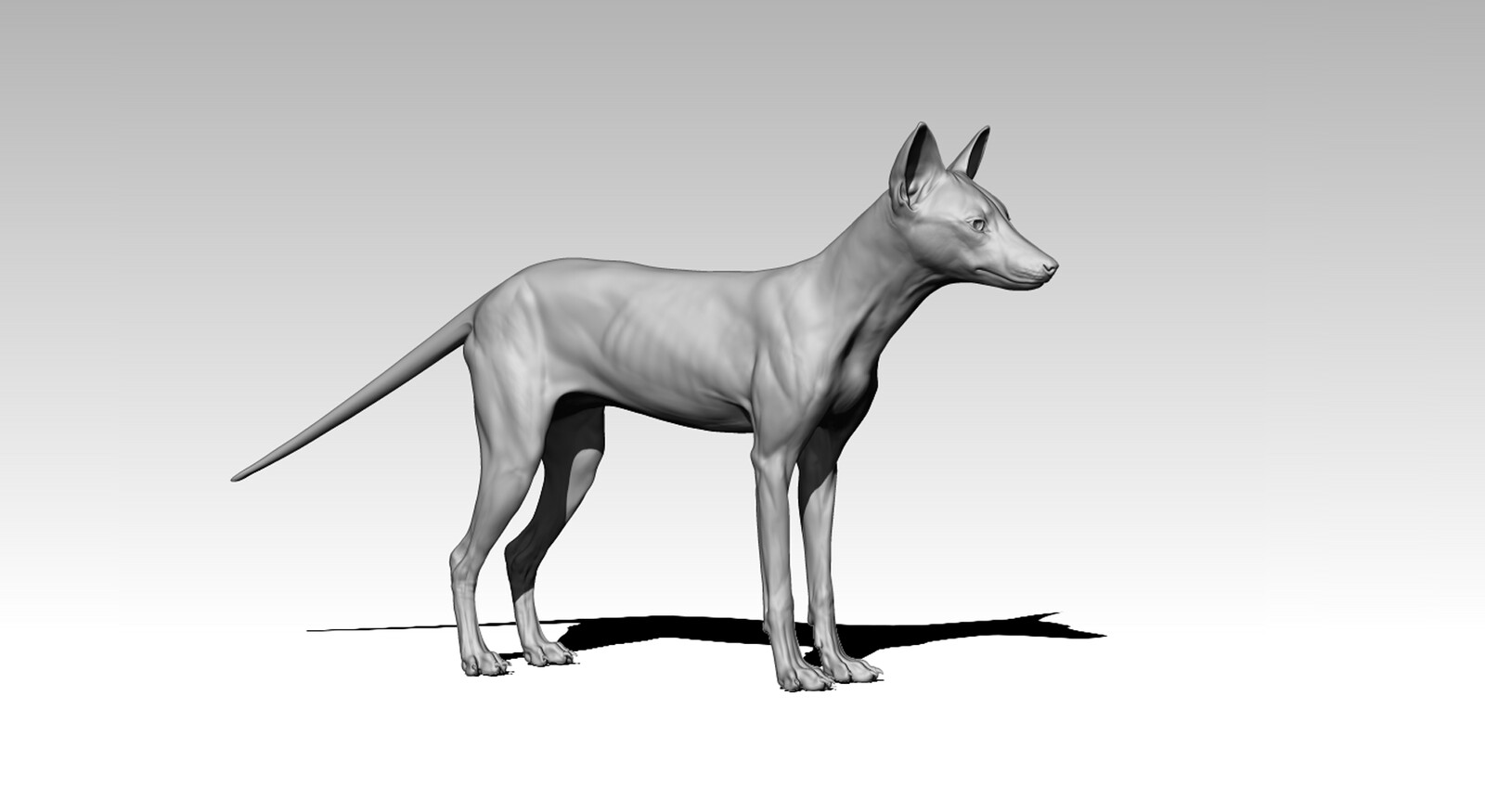 Aritz Basauri - Red fox