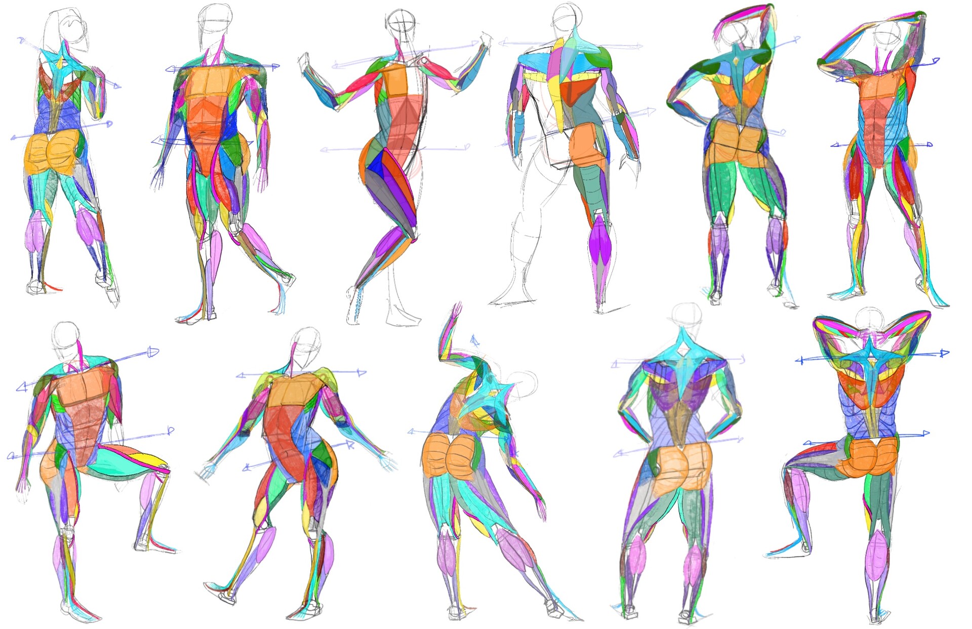 ArtStation - Muscle practice