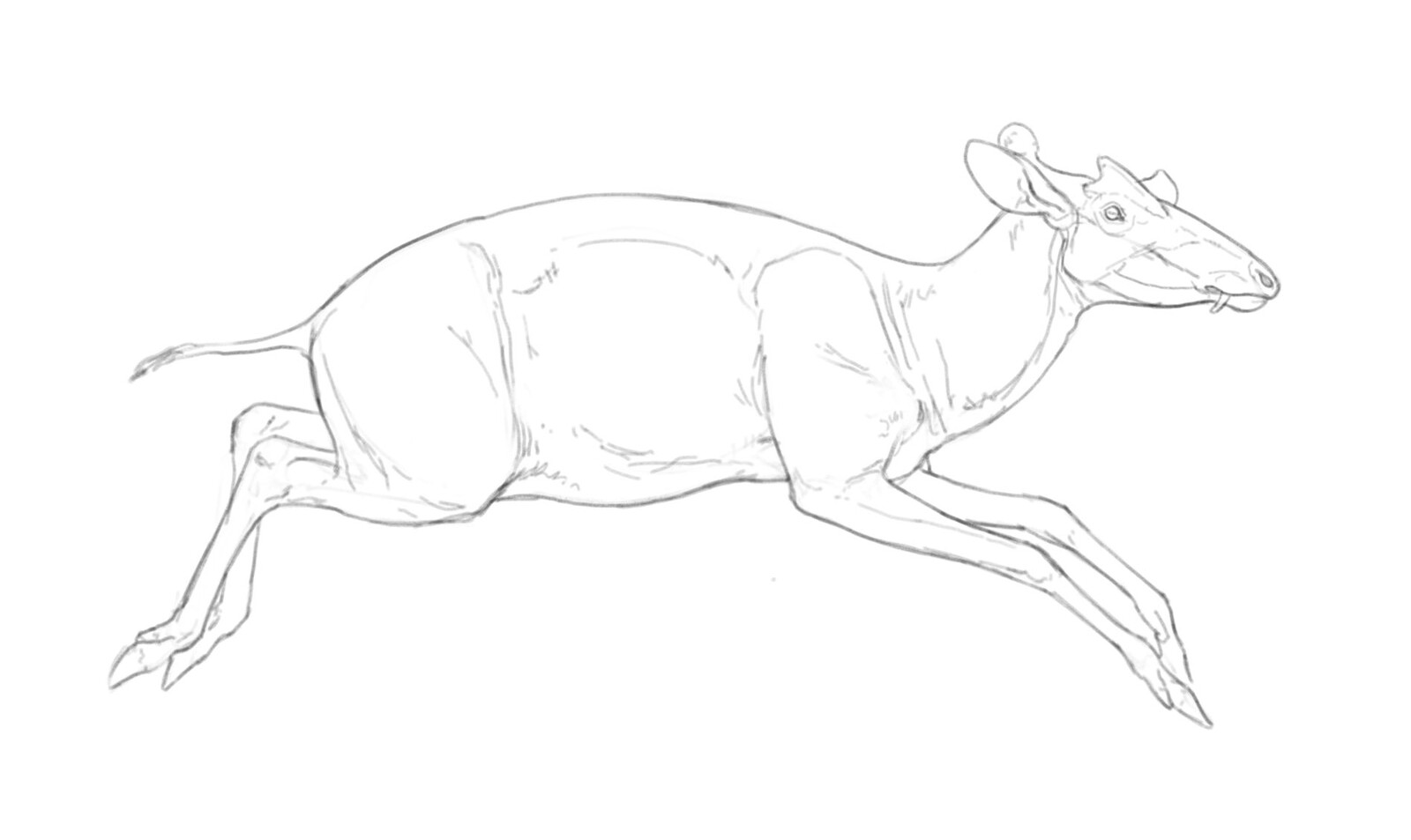 Ville Sinkkonen - endless ungulates part I