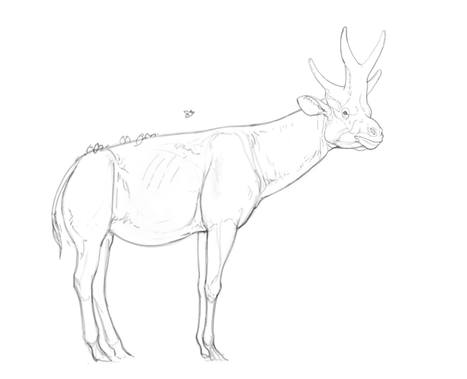 Ville Sinkkonen - endless ungulates part I