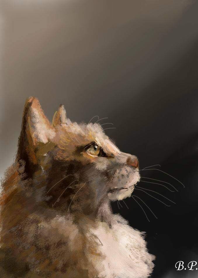 ArtStation - Cat
