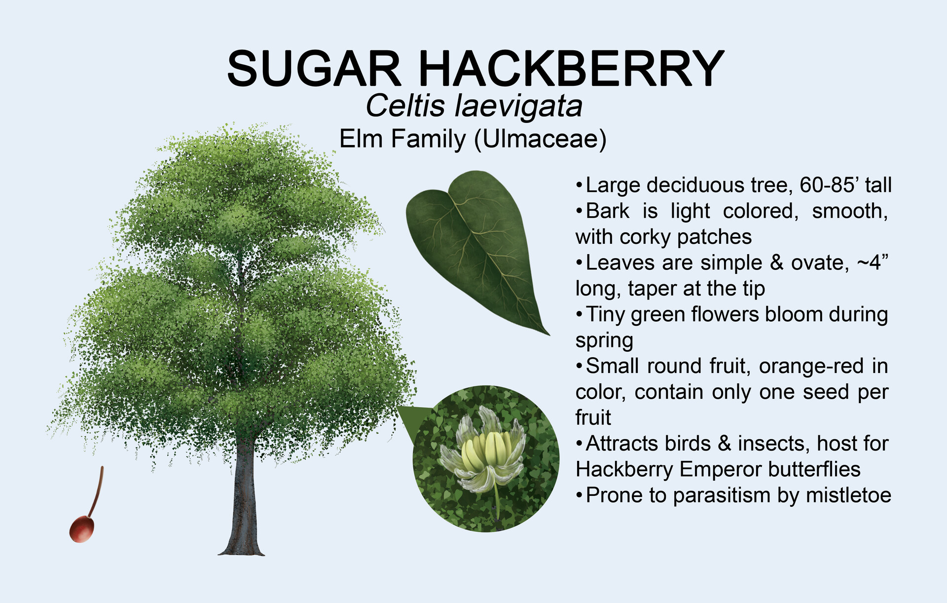 ArtStation - Pharr Park Sugar Hackberry Sign