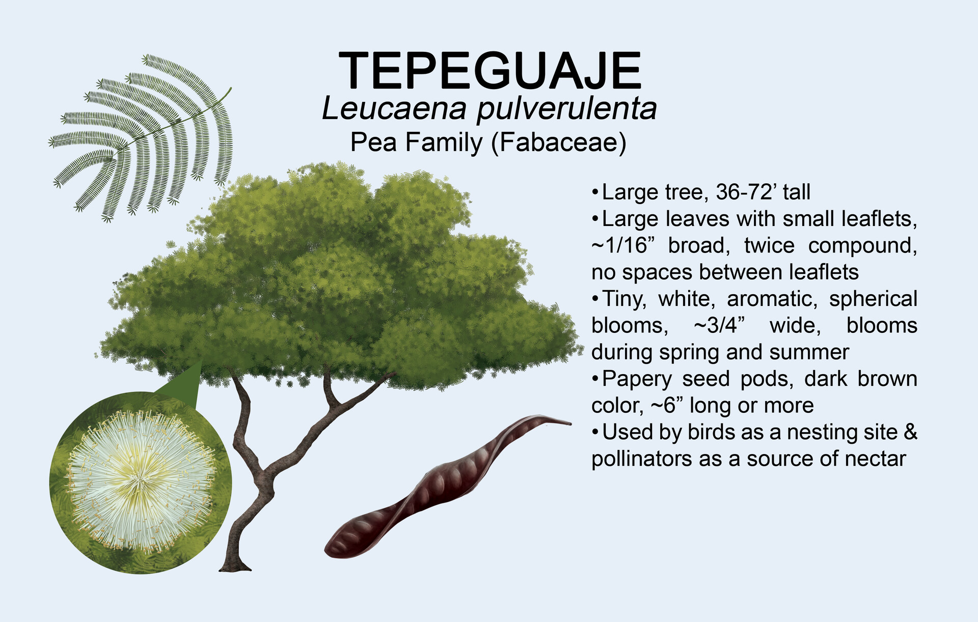 ArtStation - Pharr Park Tepeguaje Sign