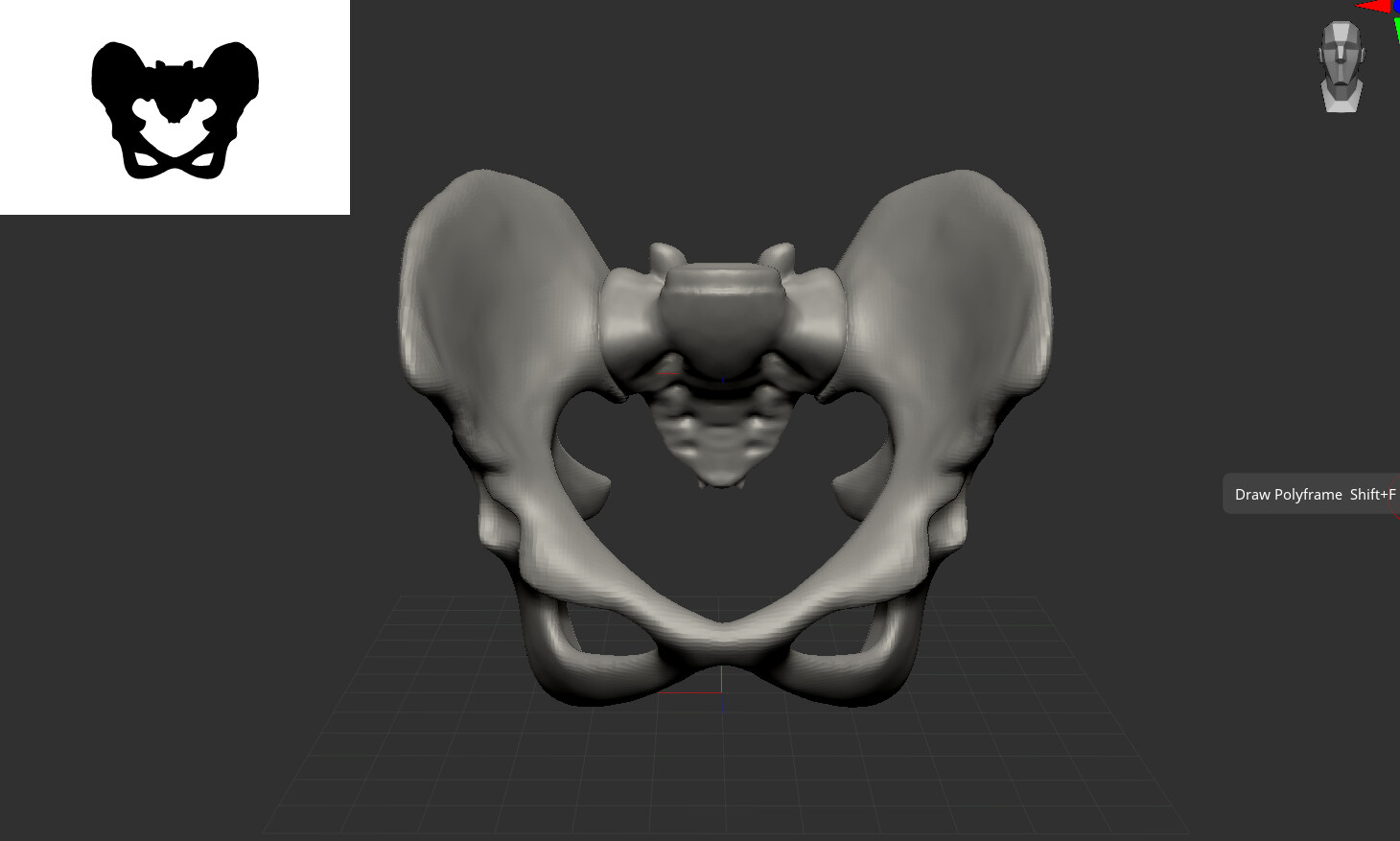 ArtStation - Sculpting Pelvis