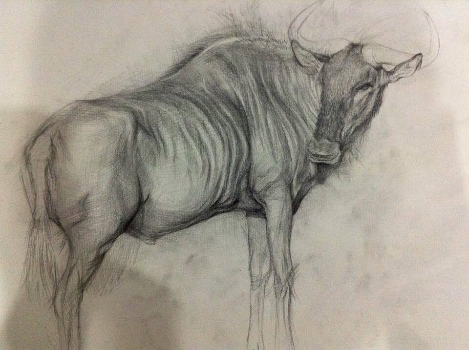 ArtStation - Hand drawing Wildebeest