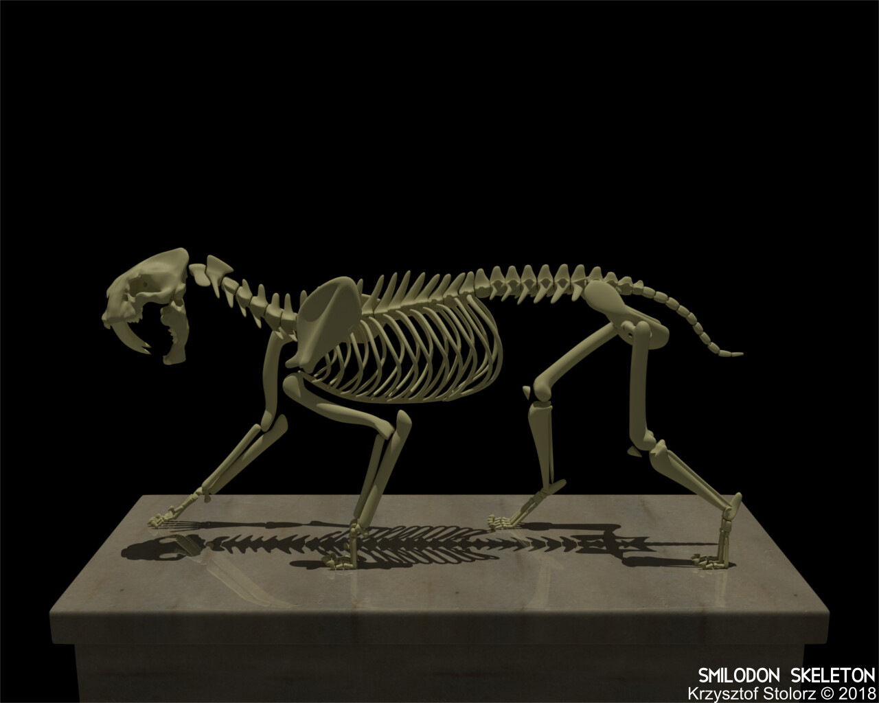 Krzysztof Stolorz - Smilodon skeleton