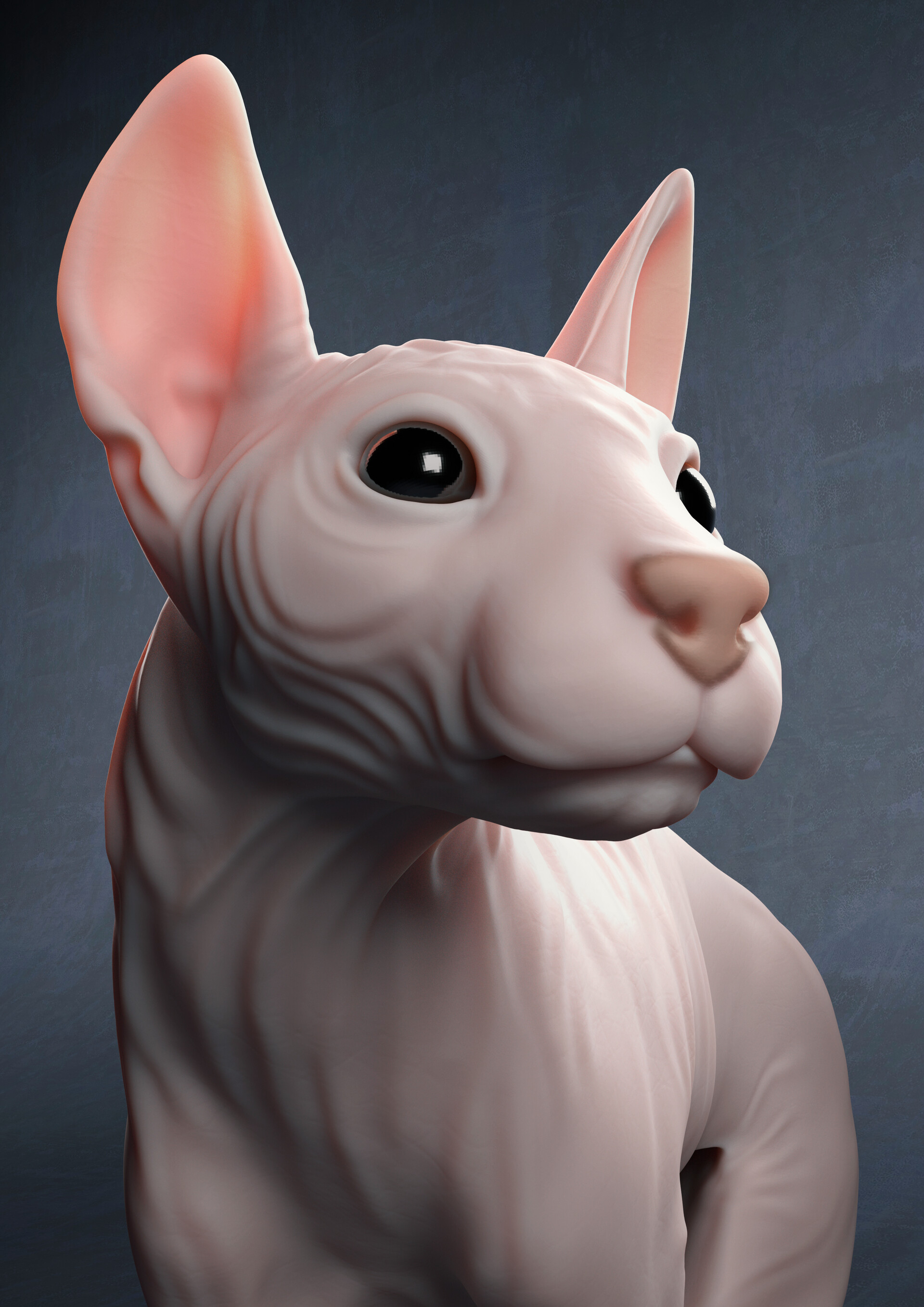 ArtStation - Sphynx Cat anatomy study, Roy Garduno