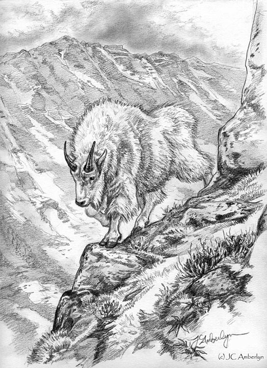 how to draw a mountain goat