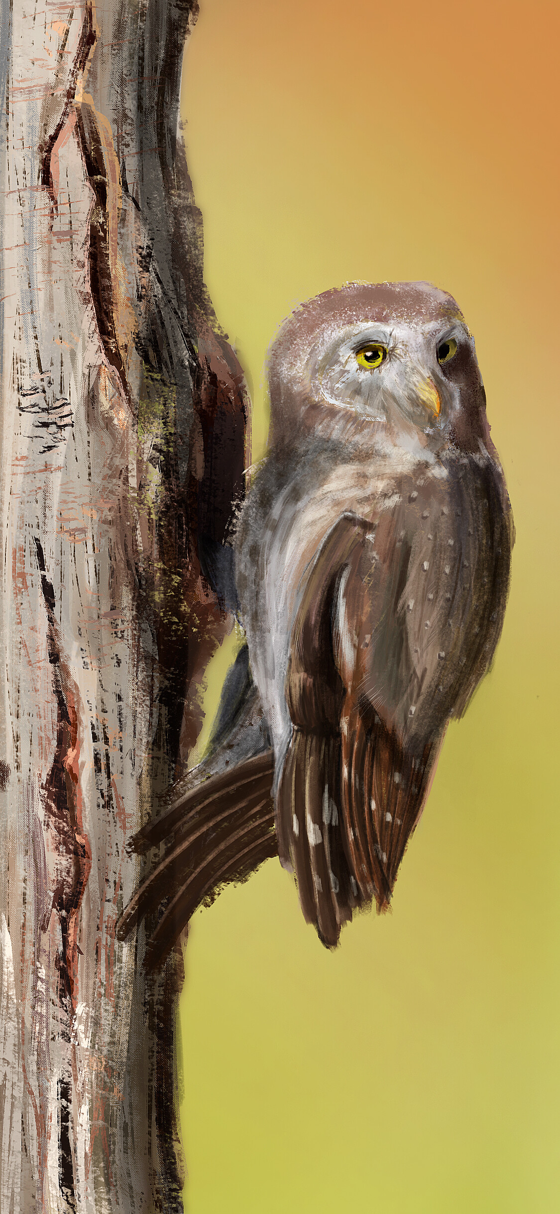 ArtStation - Eurasian Pygmy Owl - digital painting (03.02.2019)