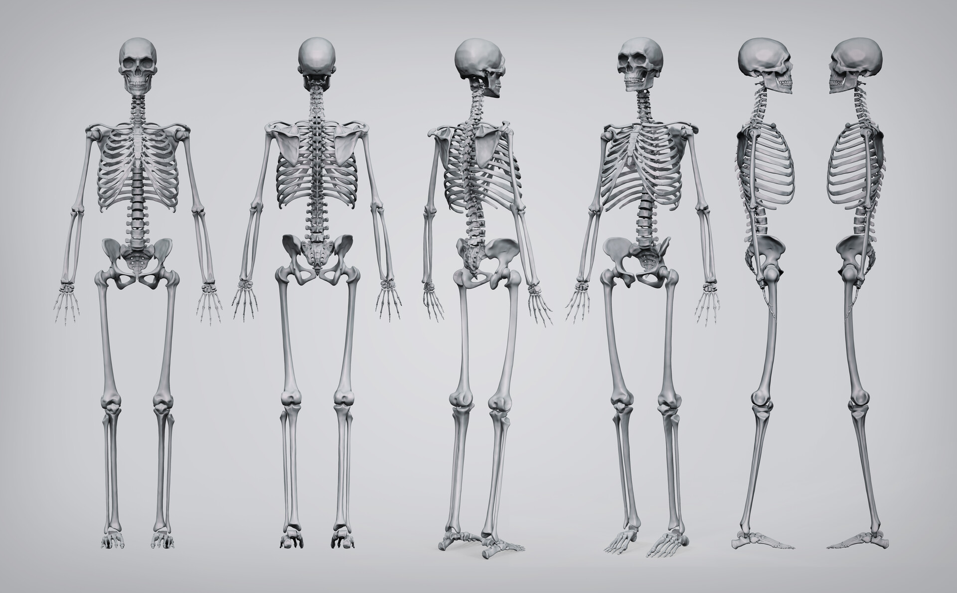 Lera Bastrikova - Human Anatomy Study