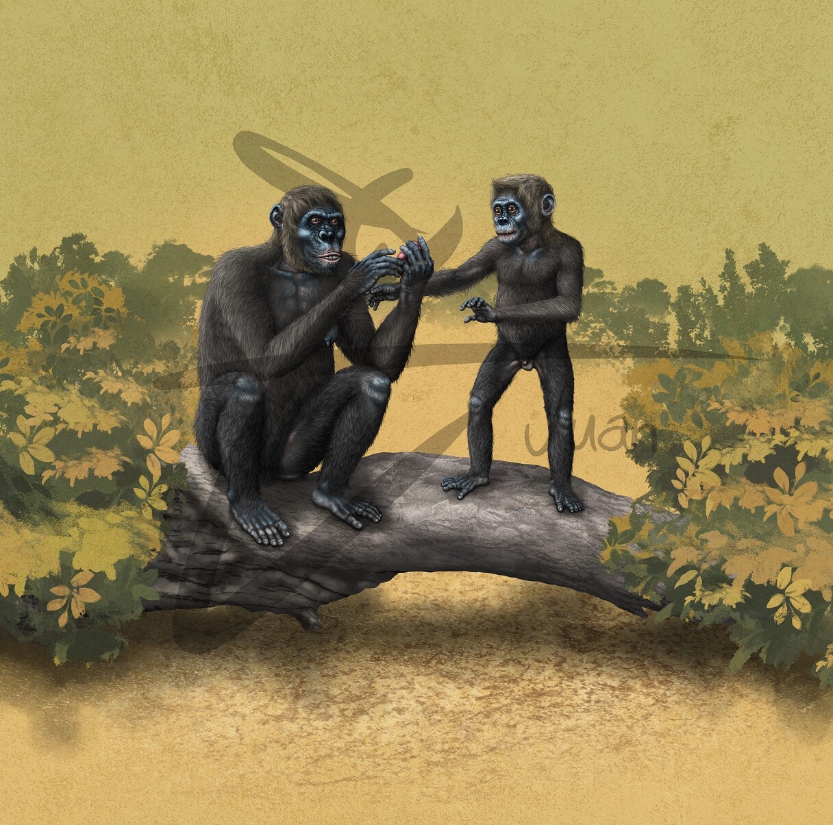 ArtStation - Australopithecus africanus. Human evolution project.