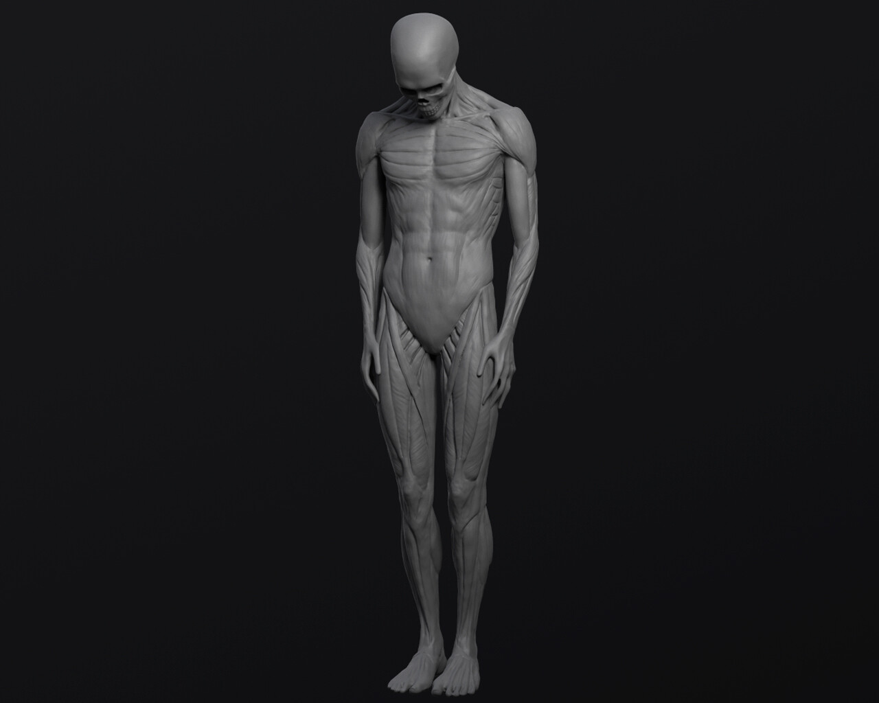 ArtStation - Anatomical Figure