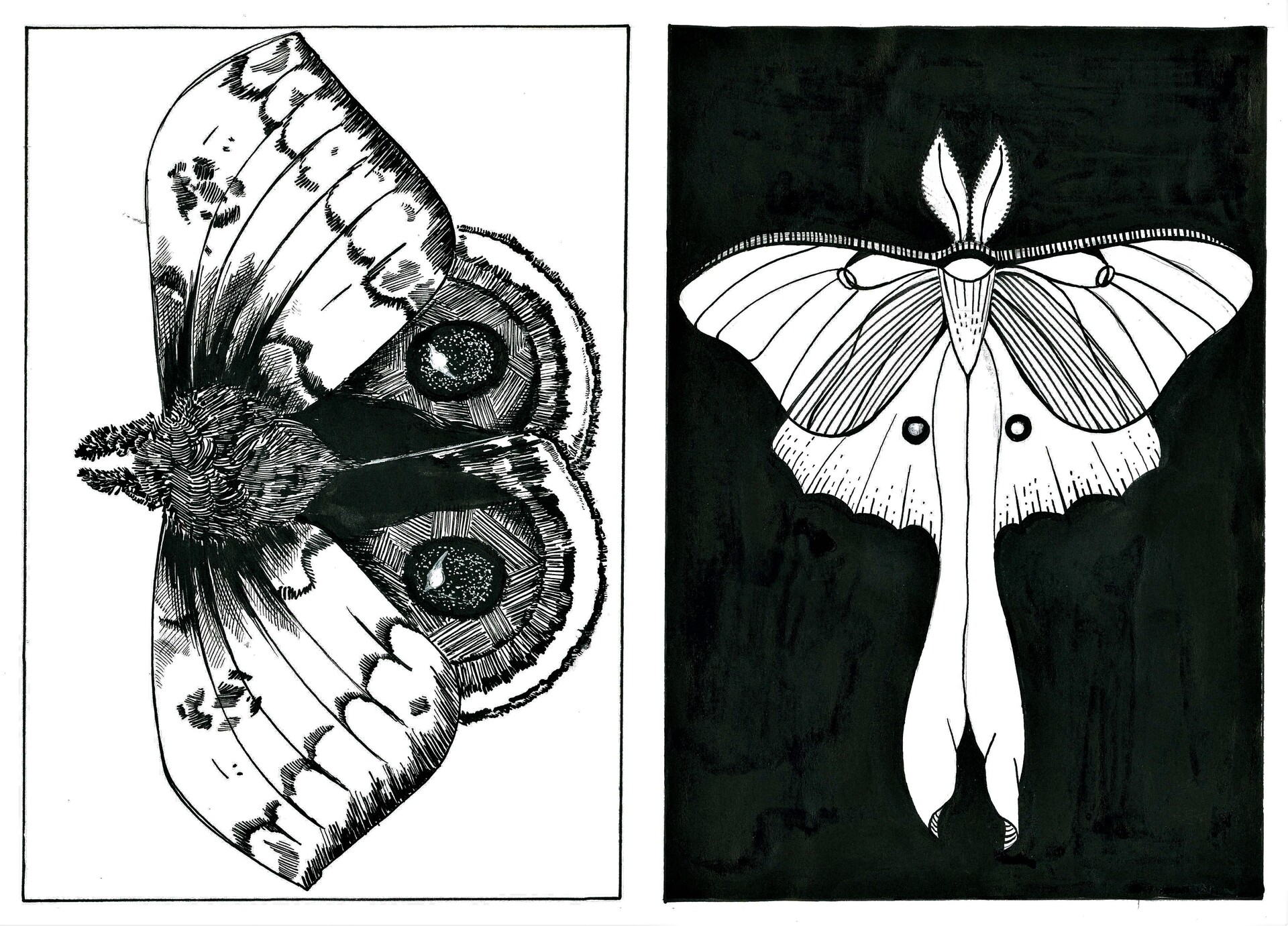 ArtStation - Ink moths