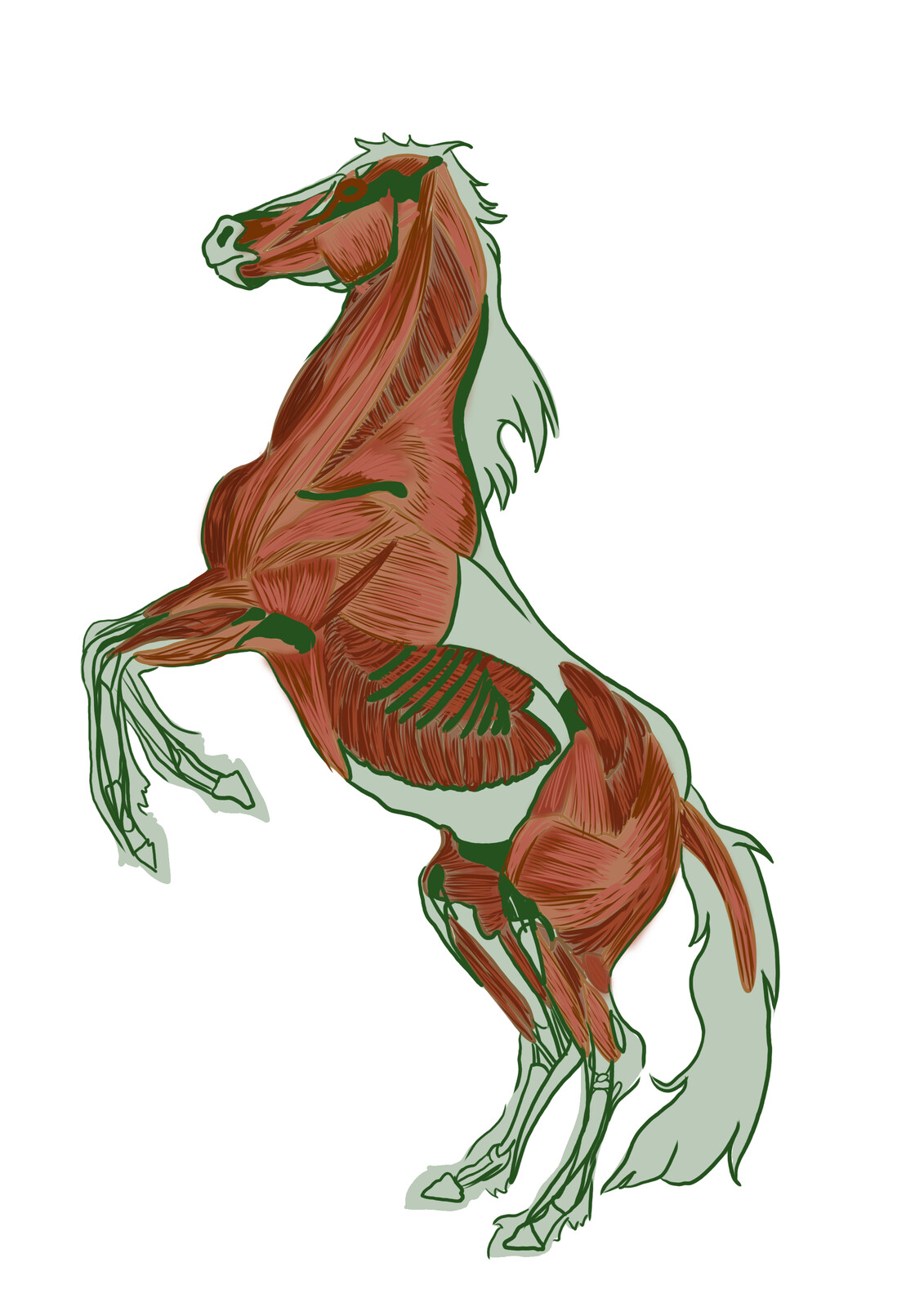 Manon L'Huillier - Horse Anatomy