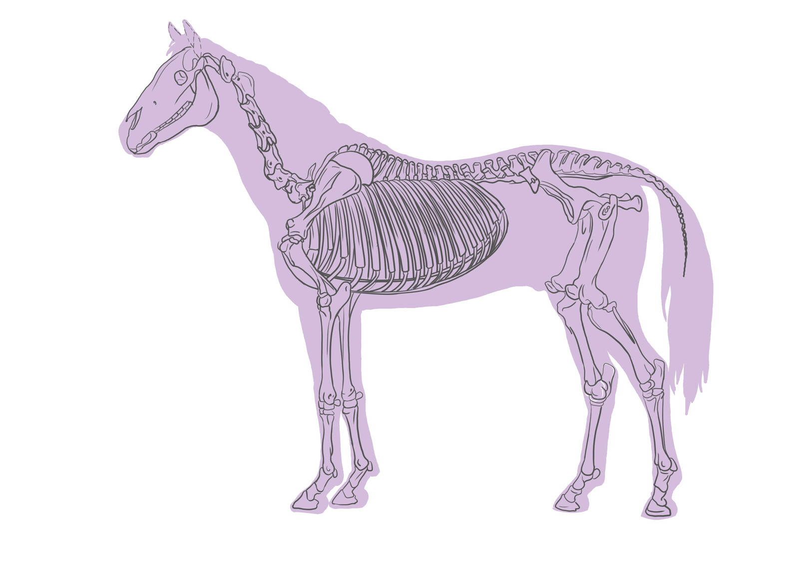 Manon L'Huillier - Horse Anatomy
