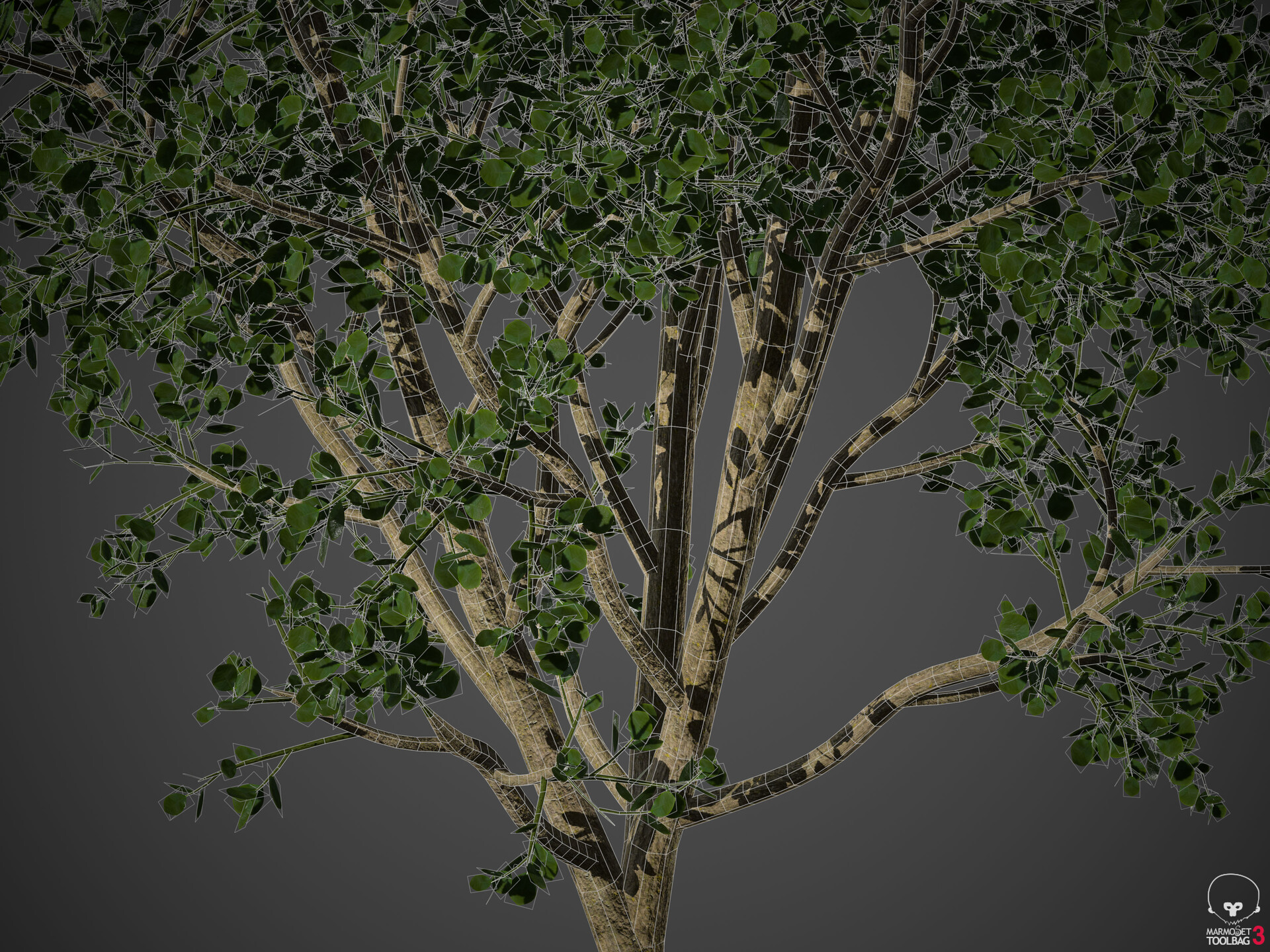 XFROG - 2021 PBR Weeping Fig Collection - Ficus Benjamina