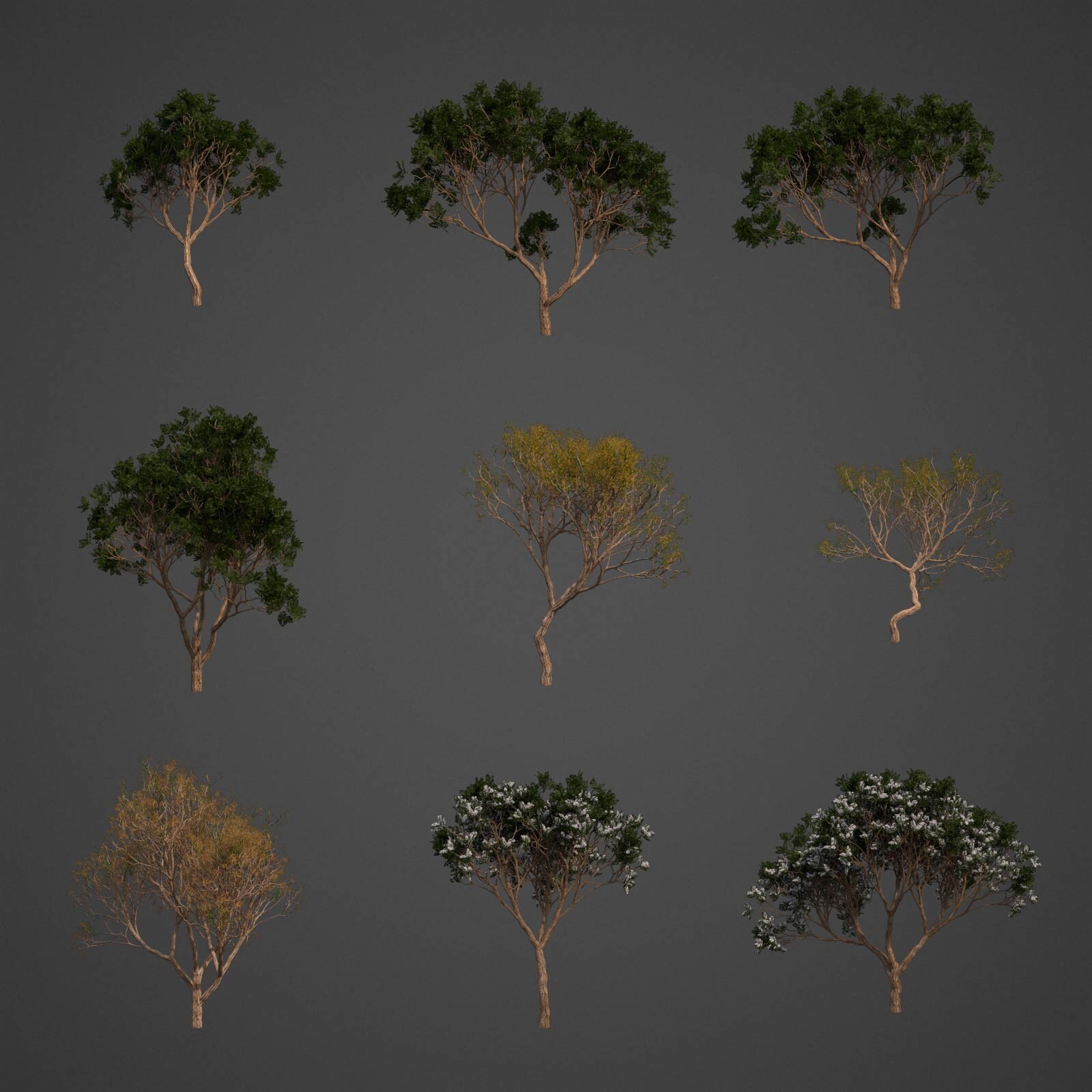 XFROG - 2021 PBR Chinaberry Collection - Melia Azedarach