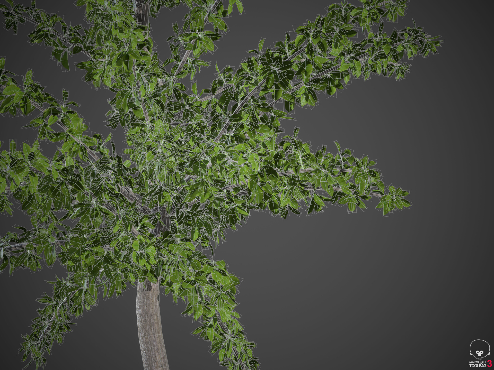 XFROG - 2021 PBR Tropical Almond Collection - Terminalia Catappa