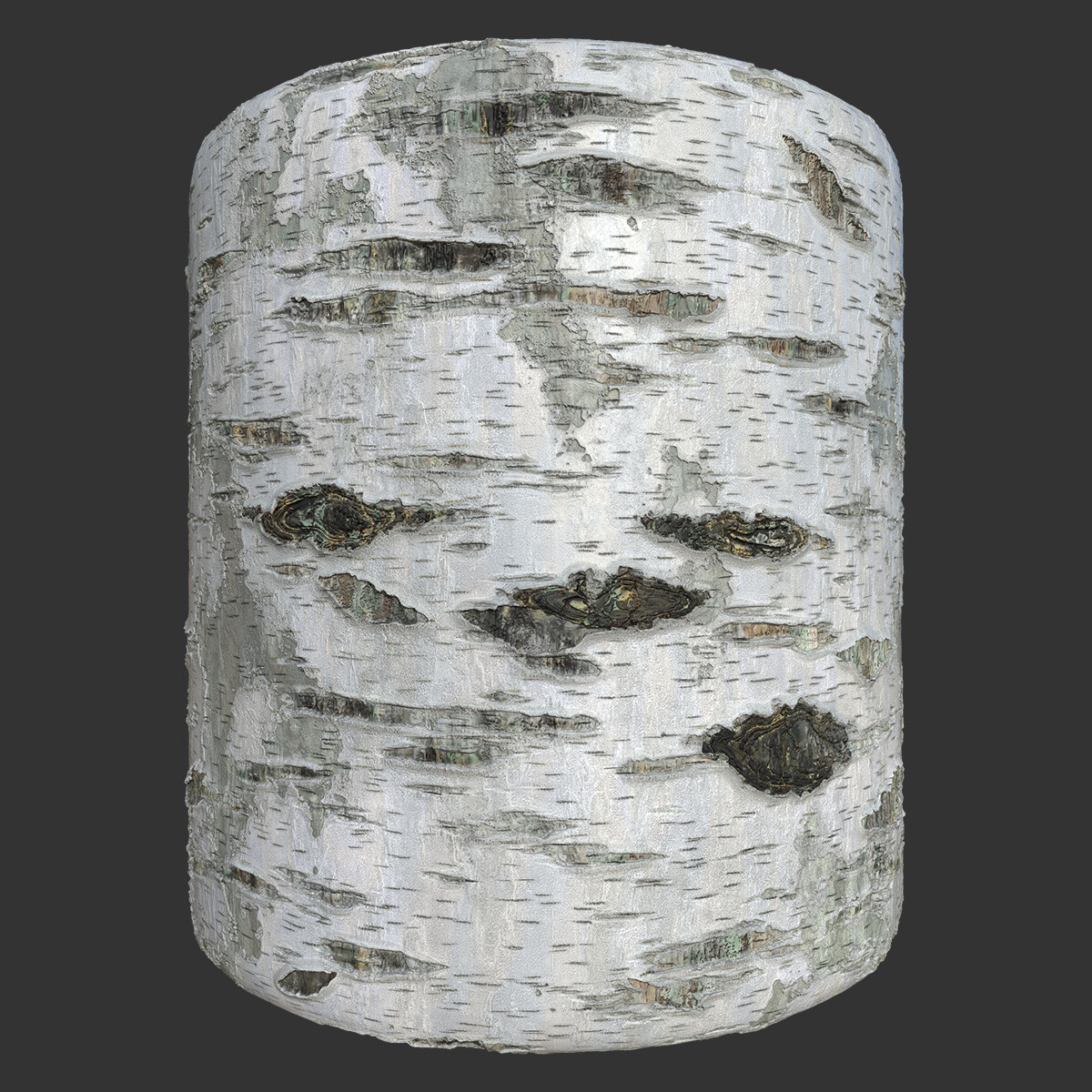 TextureCan - Birch Tree Bark Texture