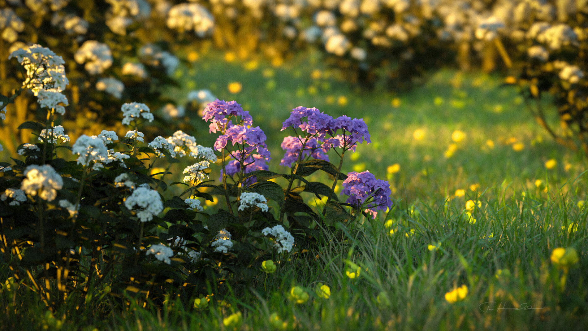 ArtStation - Flowers Libraries