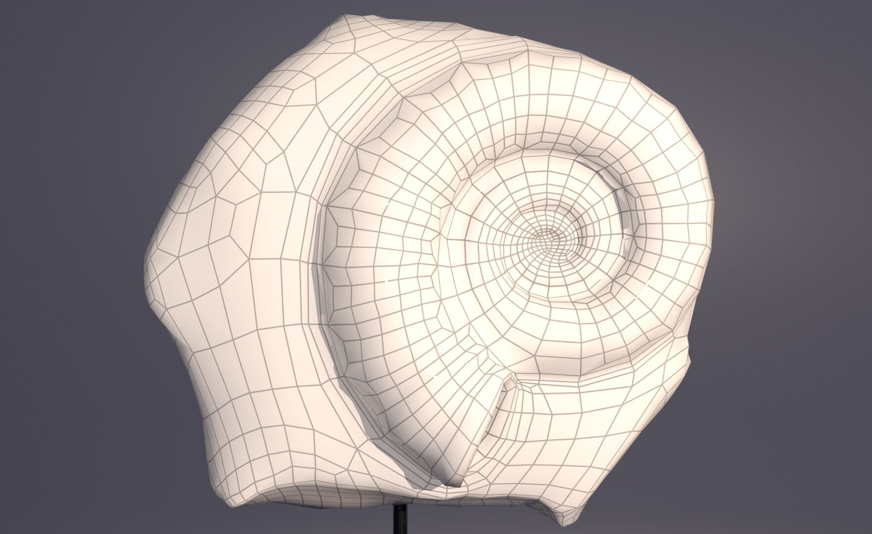 Jane Bransgrove - Ammonite Fossil