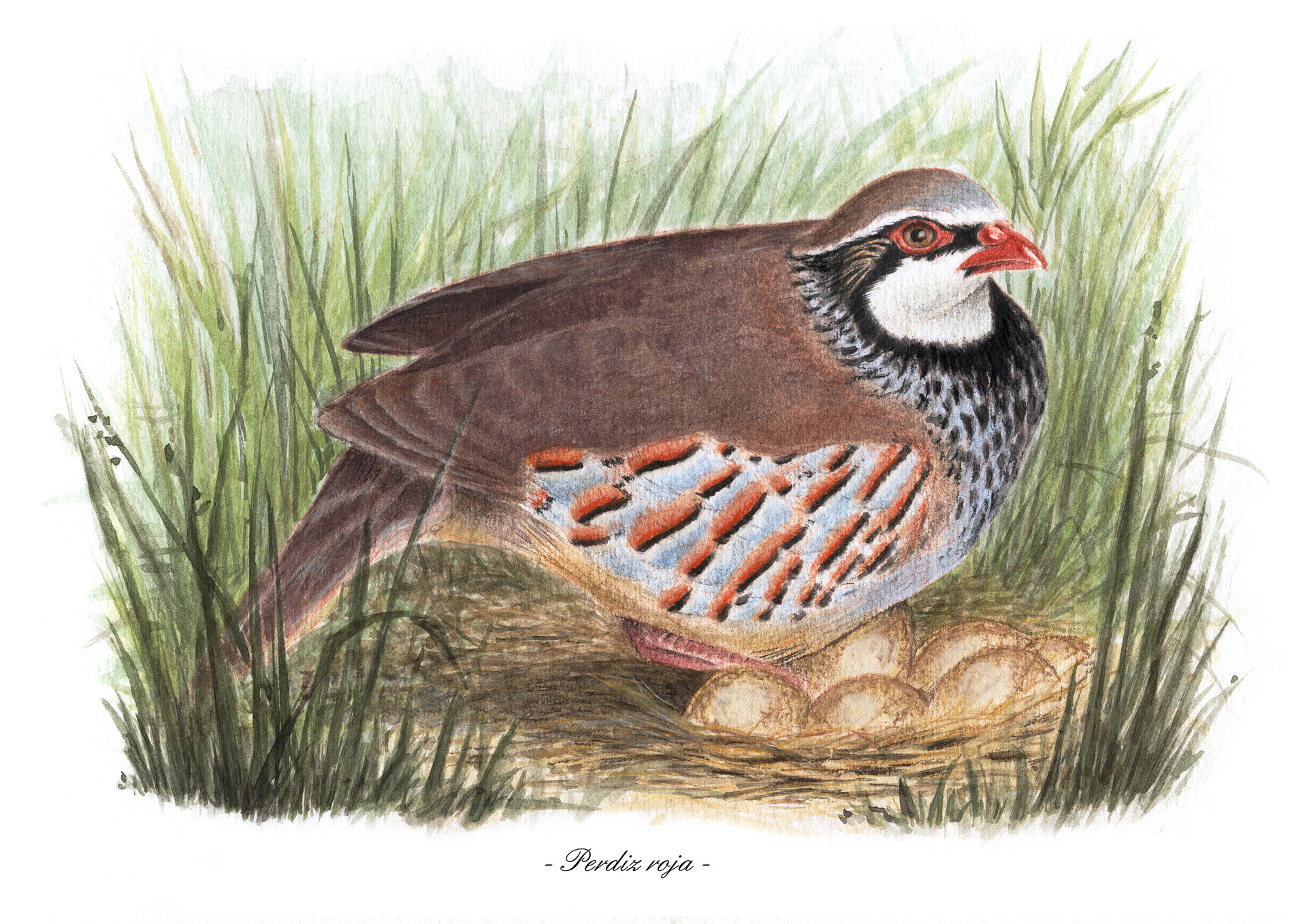 ArtStation - Perdiz Roja incubando / Red-legged Partridge hatching