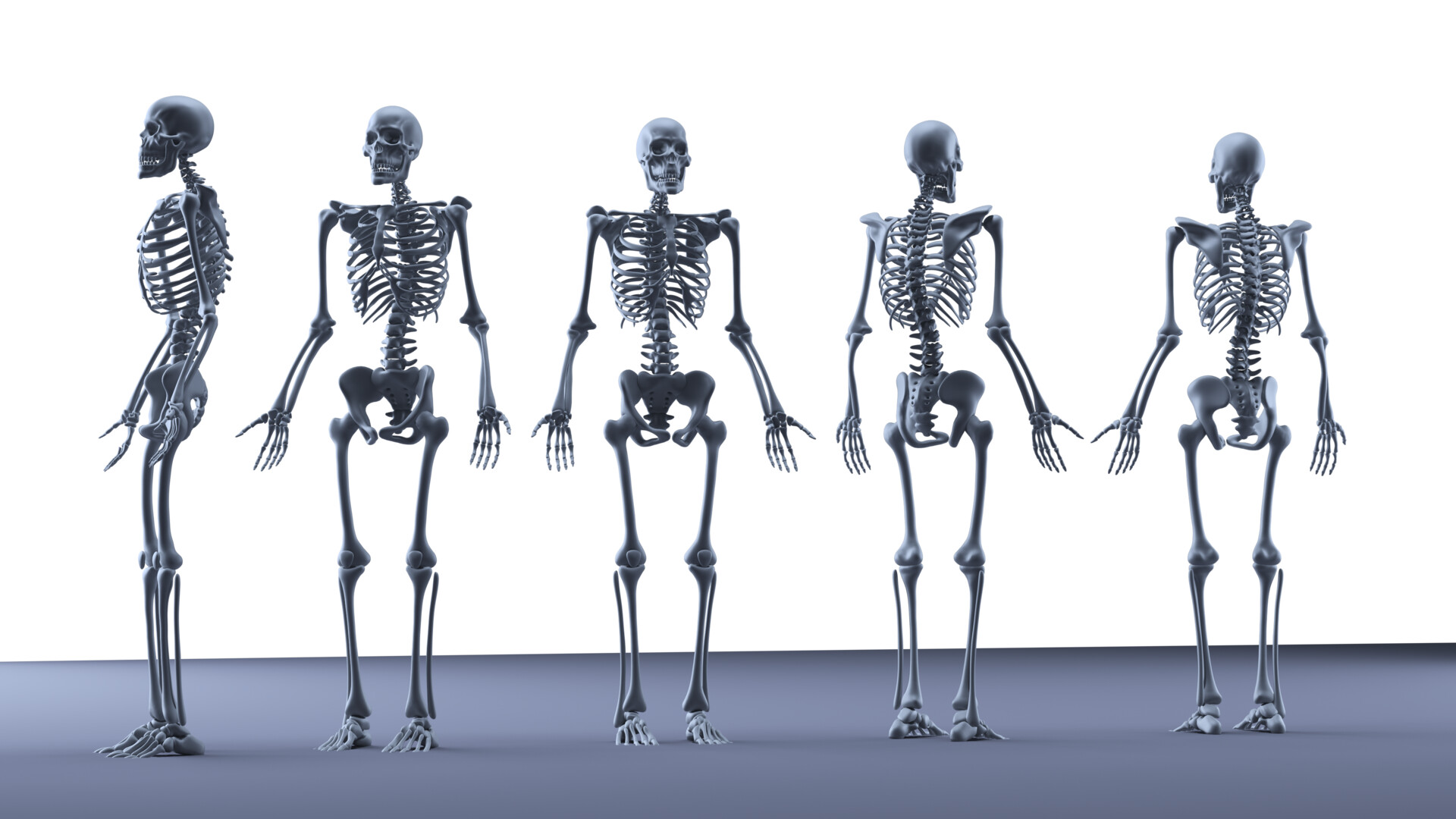 ArtStation - skeleton